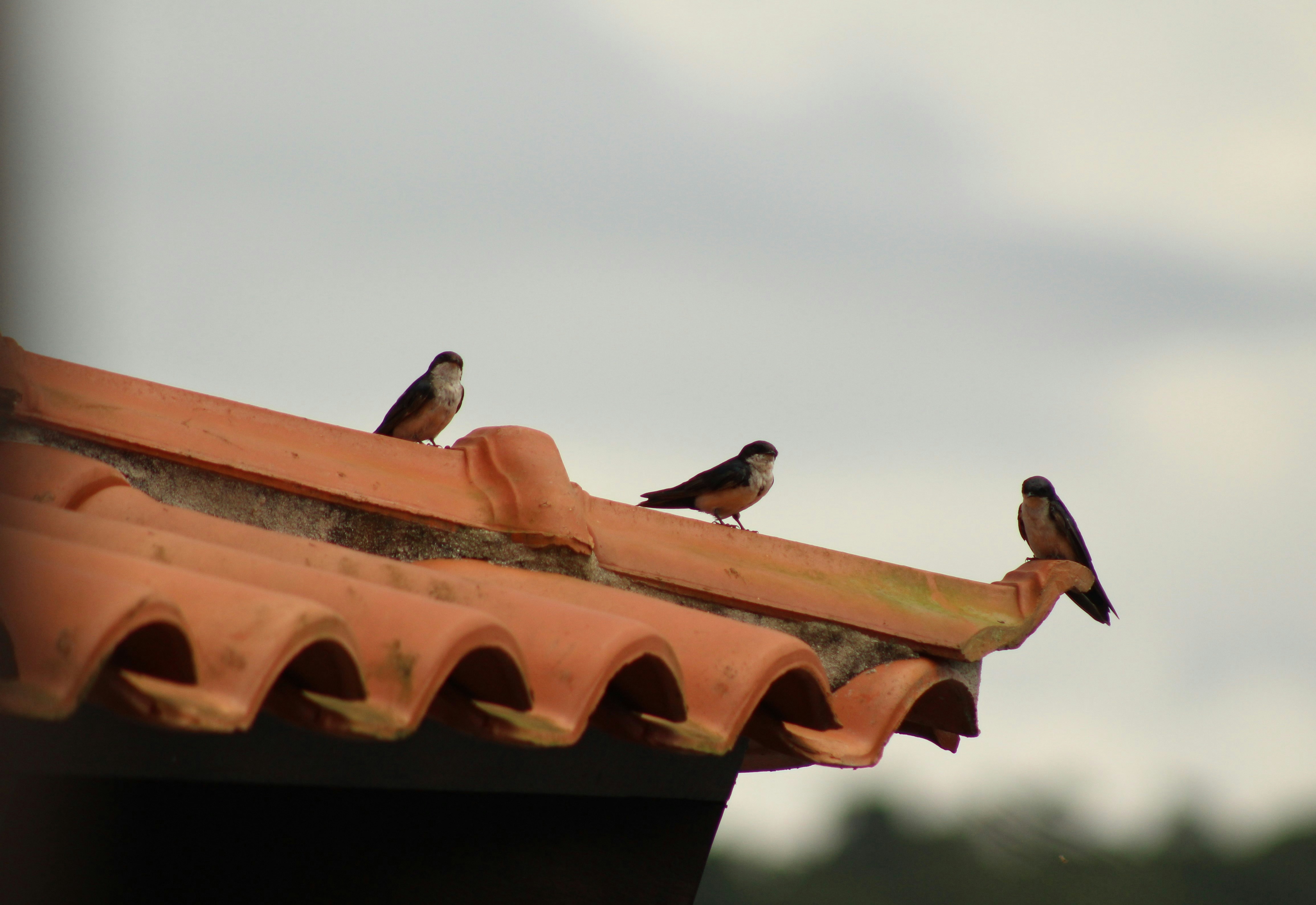 Three city sparrows perched along a terracotta-tiled roof