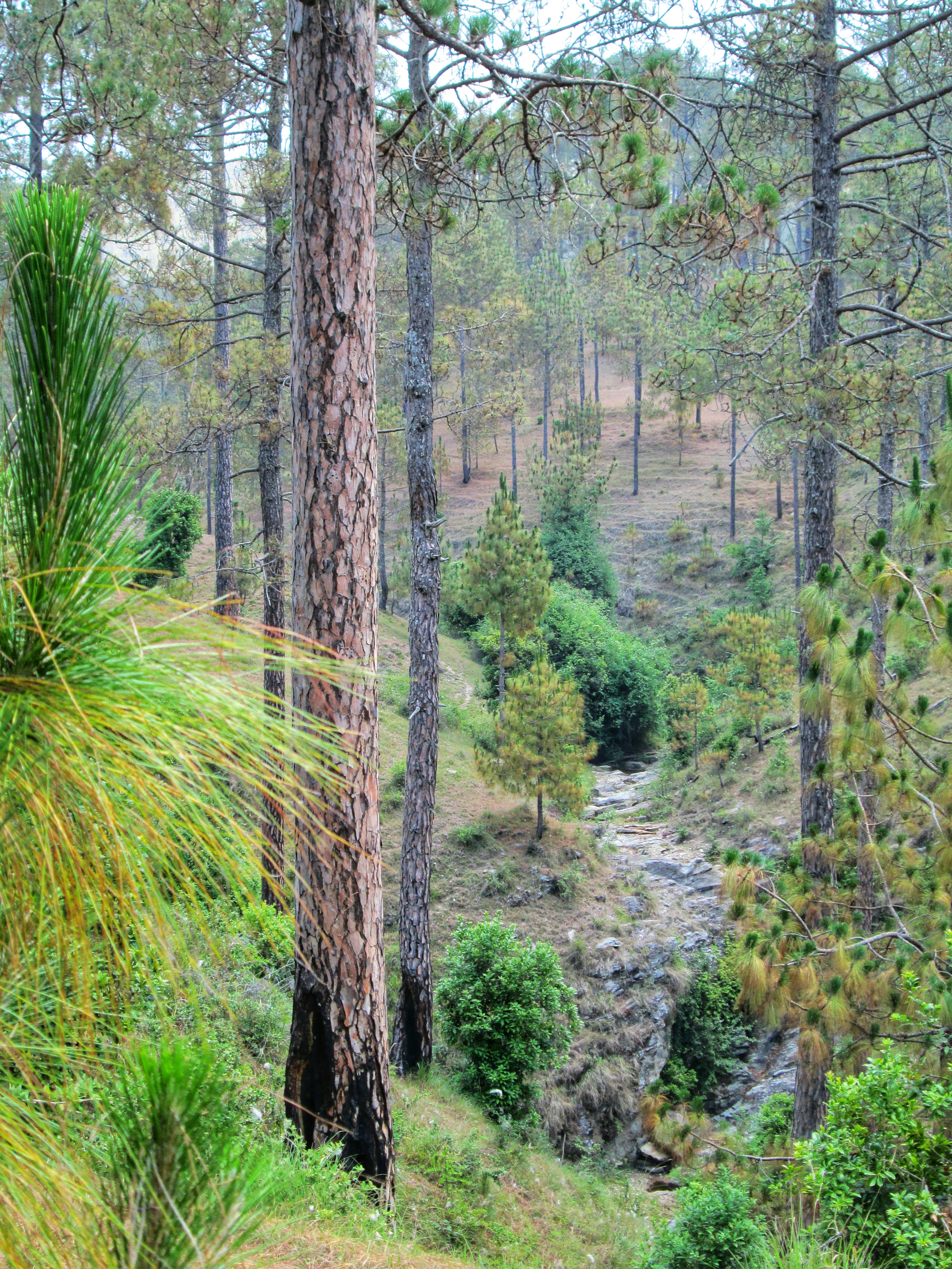 Pines Framing a Quiet Forest Ravine and Its Dry Stream Path