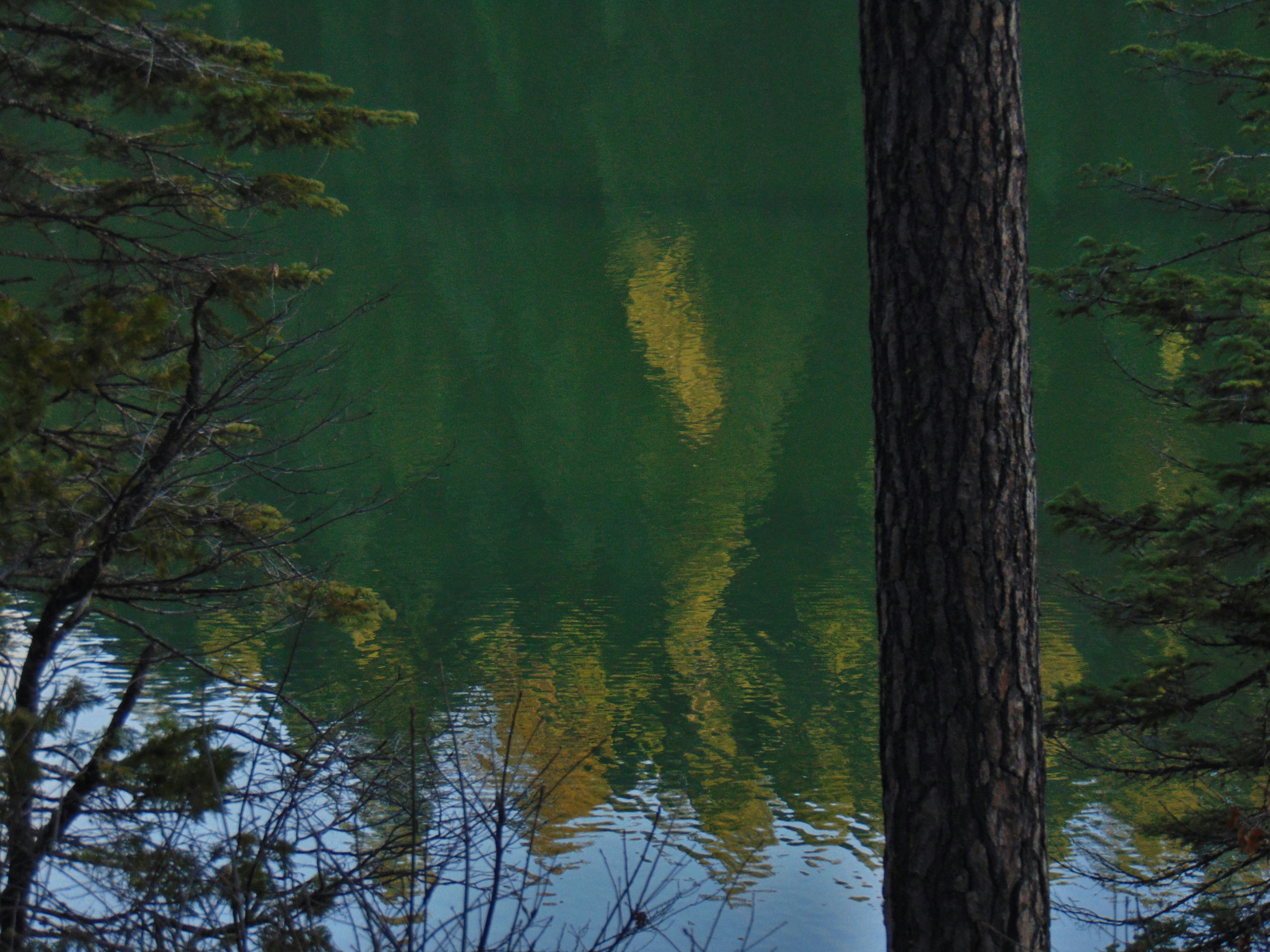 Photograph of a pine-lined lakeshore with emerald-green water and golden reflections. A sturdy tree trunk on the right anchors the scene.