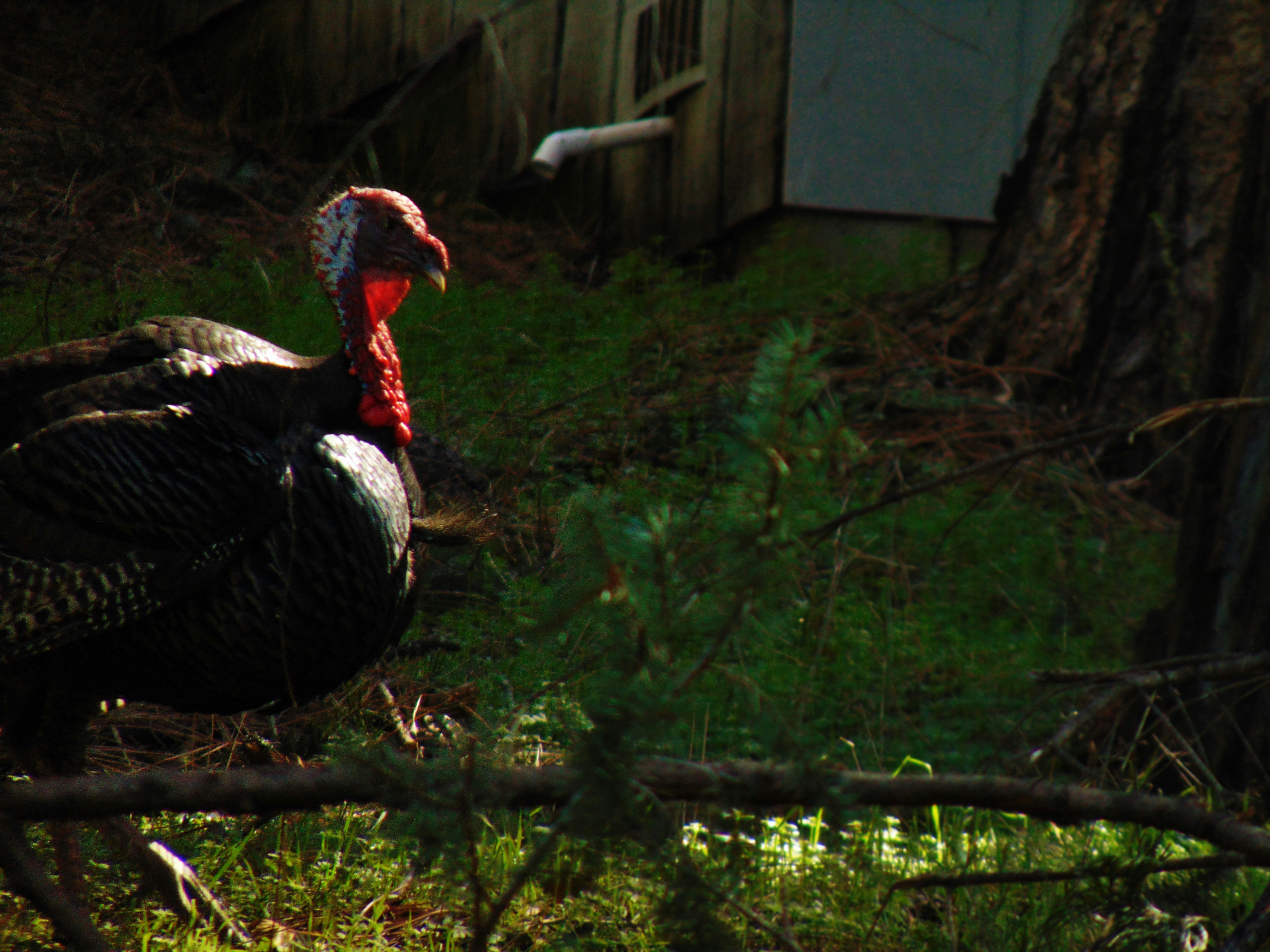 Turkey photo shot on Sony Cyber-shot H300