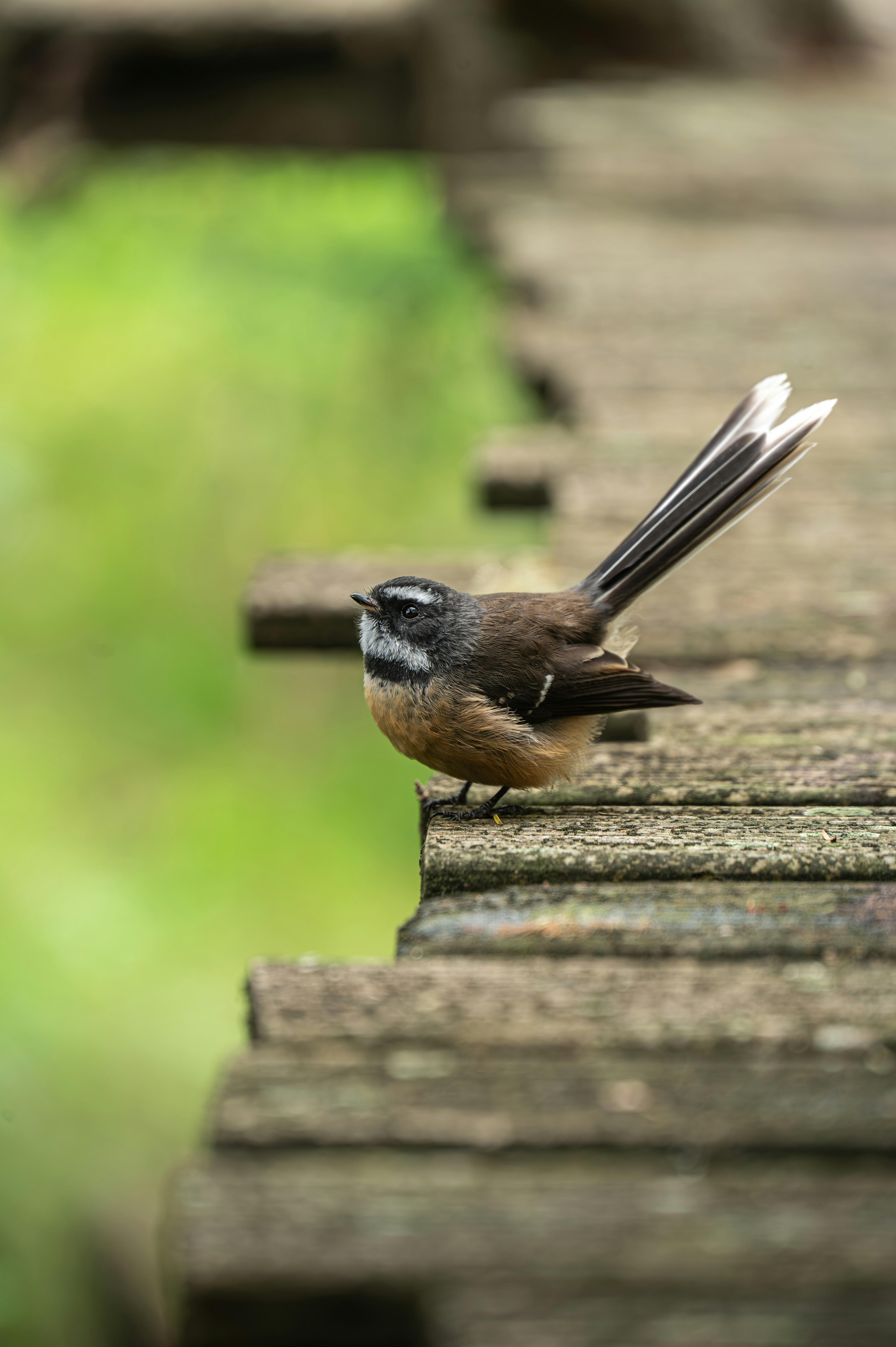 White-throated Brown Visitor on a Weathered Wooden Walkway