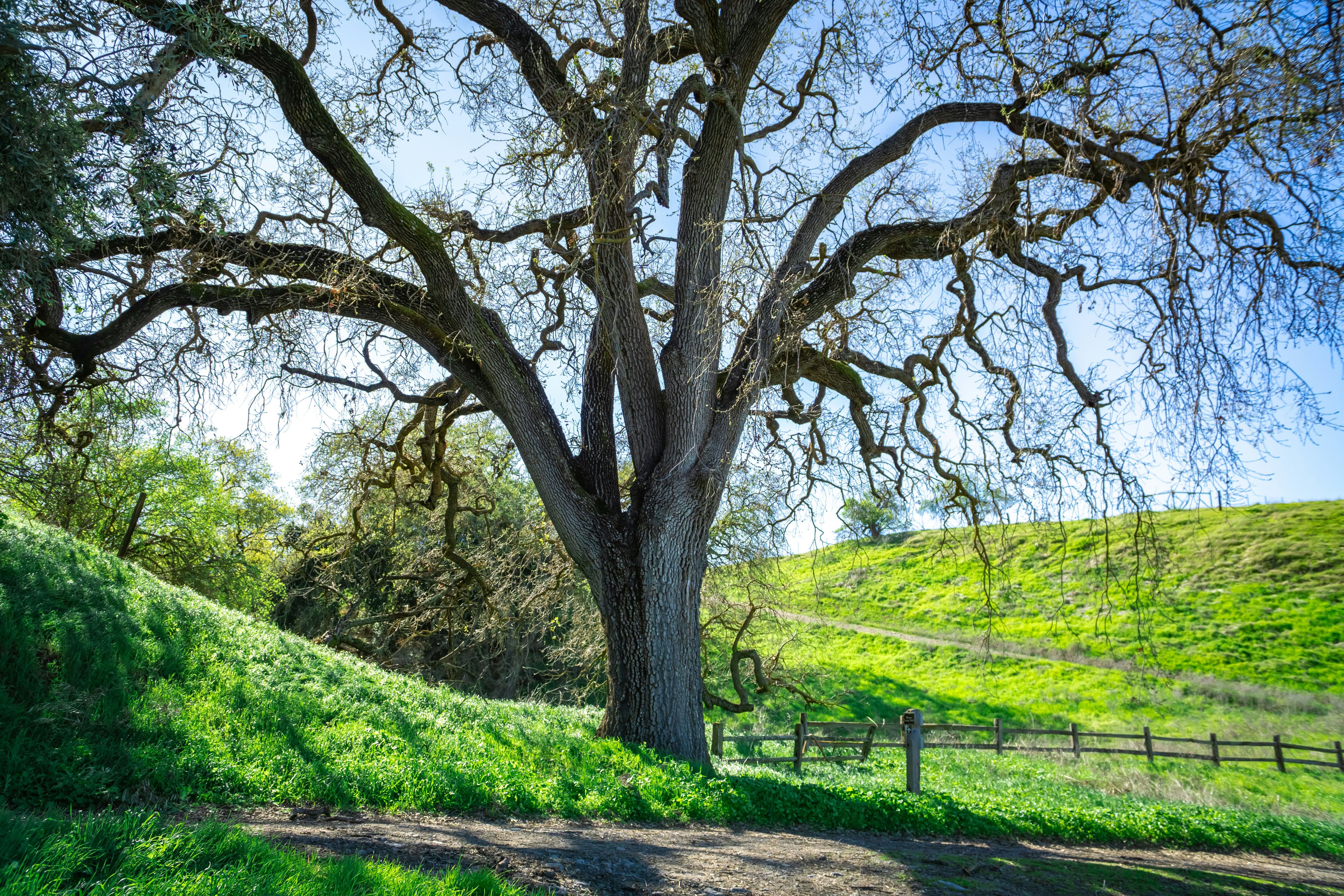 A large tree sitting on top of a lush green hillside photo – Free ...