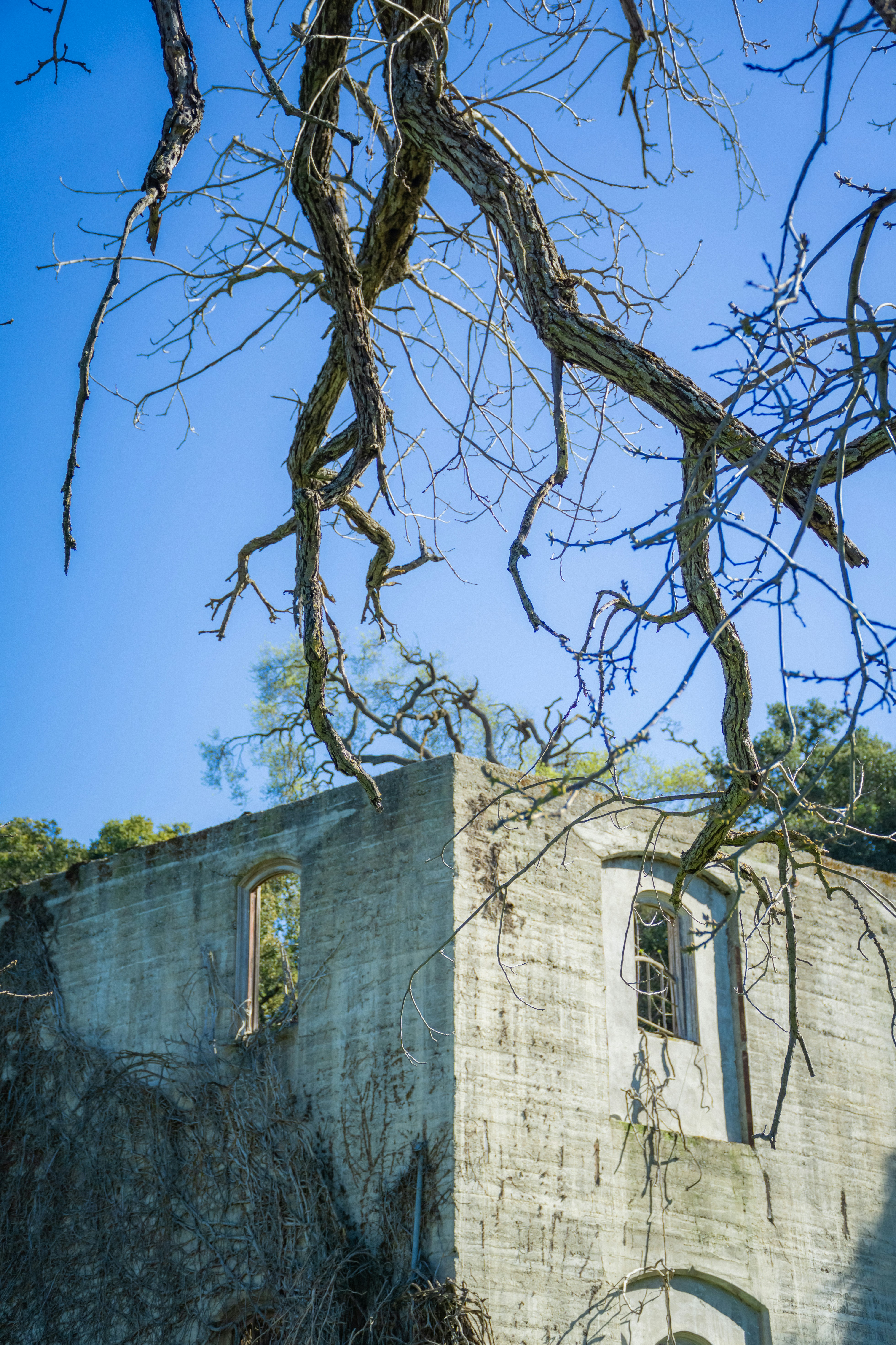 Cobalt Sky over a Weathered Ruin Framed by Tangled Branches
