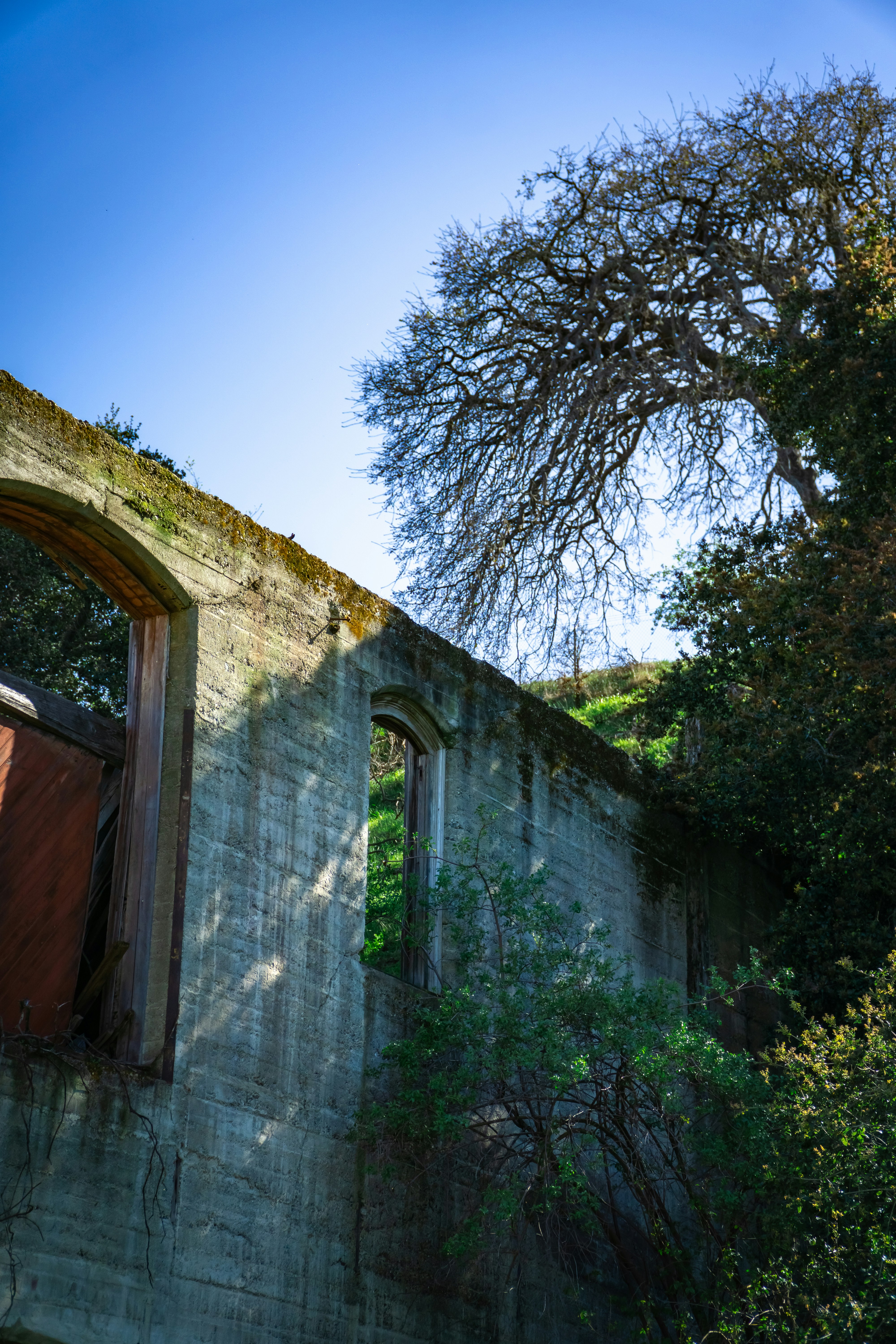 Sunlit Arch in a Weathered Ruin: Concrete Texture Meets Verdant Growth