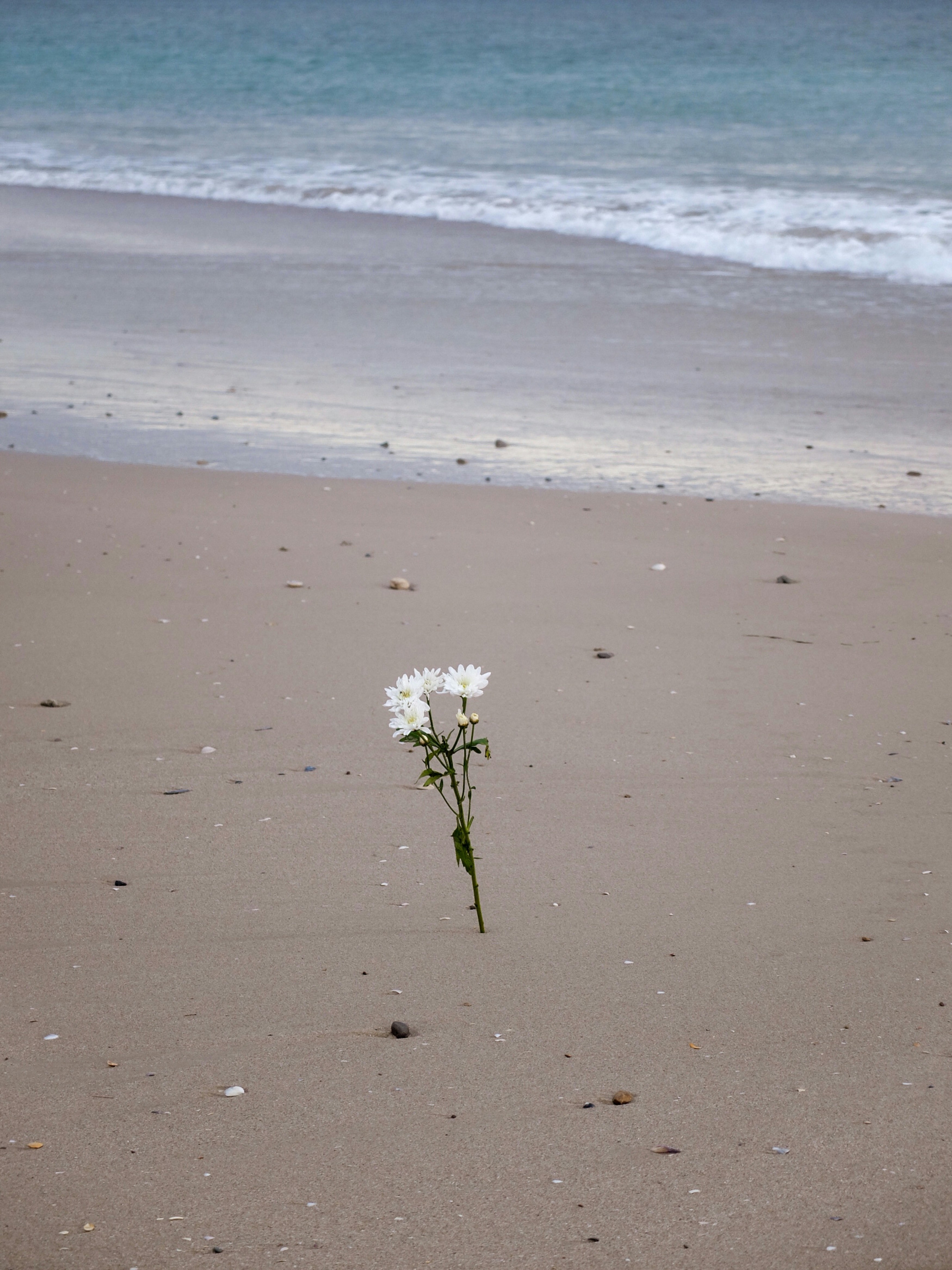 A single white flower sitting on top of a sandy beach photo – Free Henley beach sa Image on Unsplash