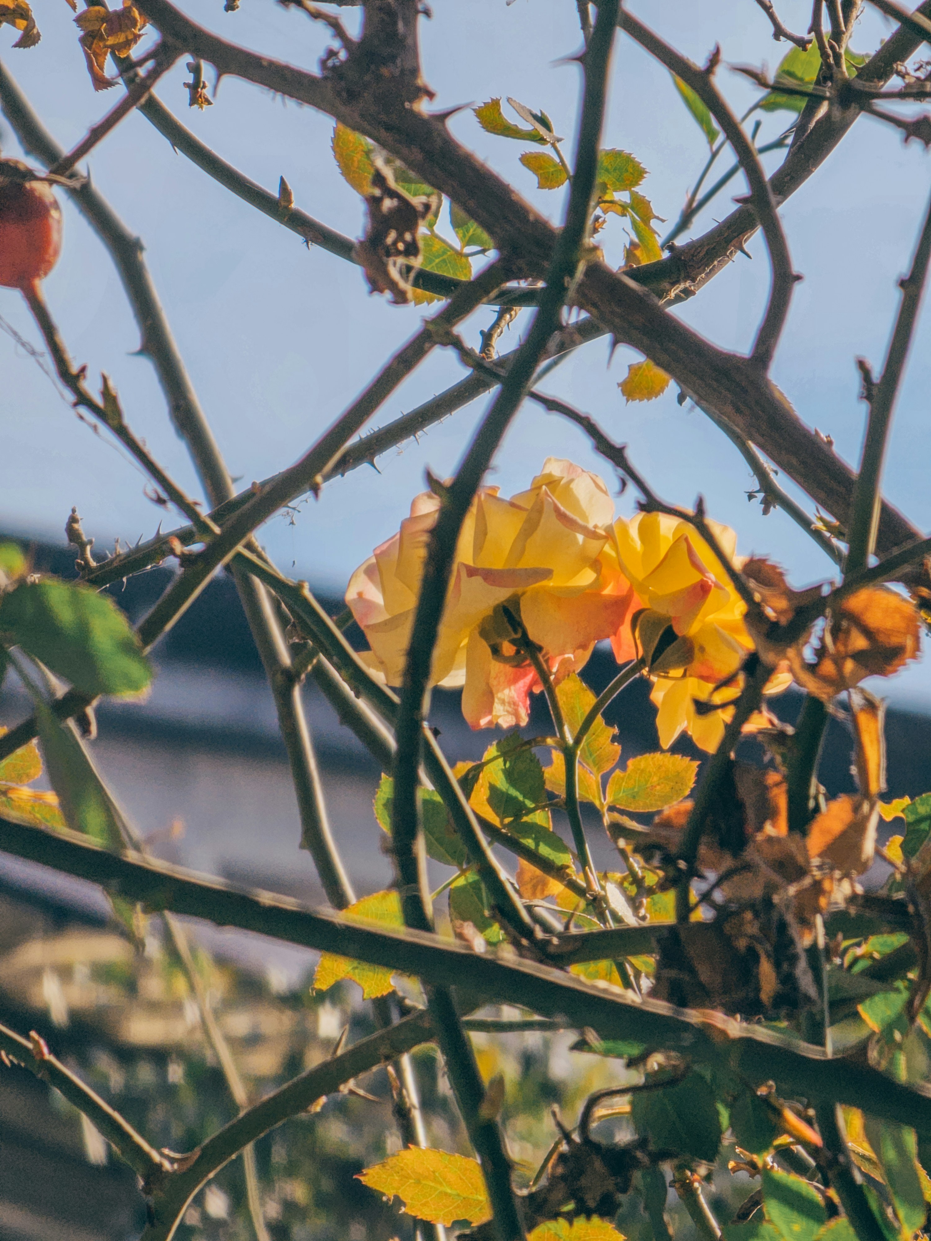 Sunlit yellow rose threading through a lattice of branches