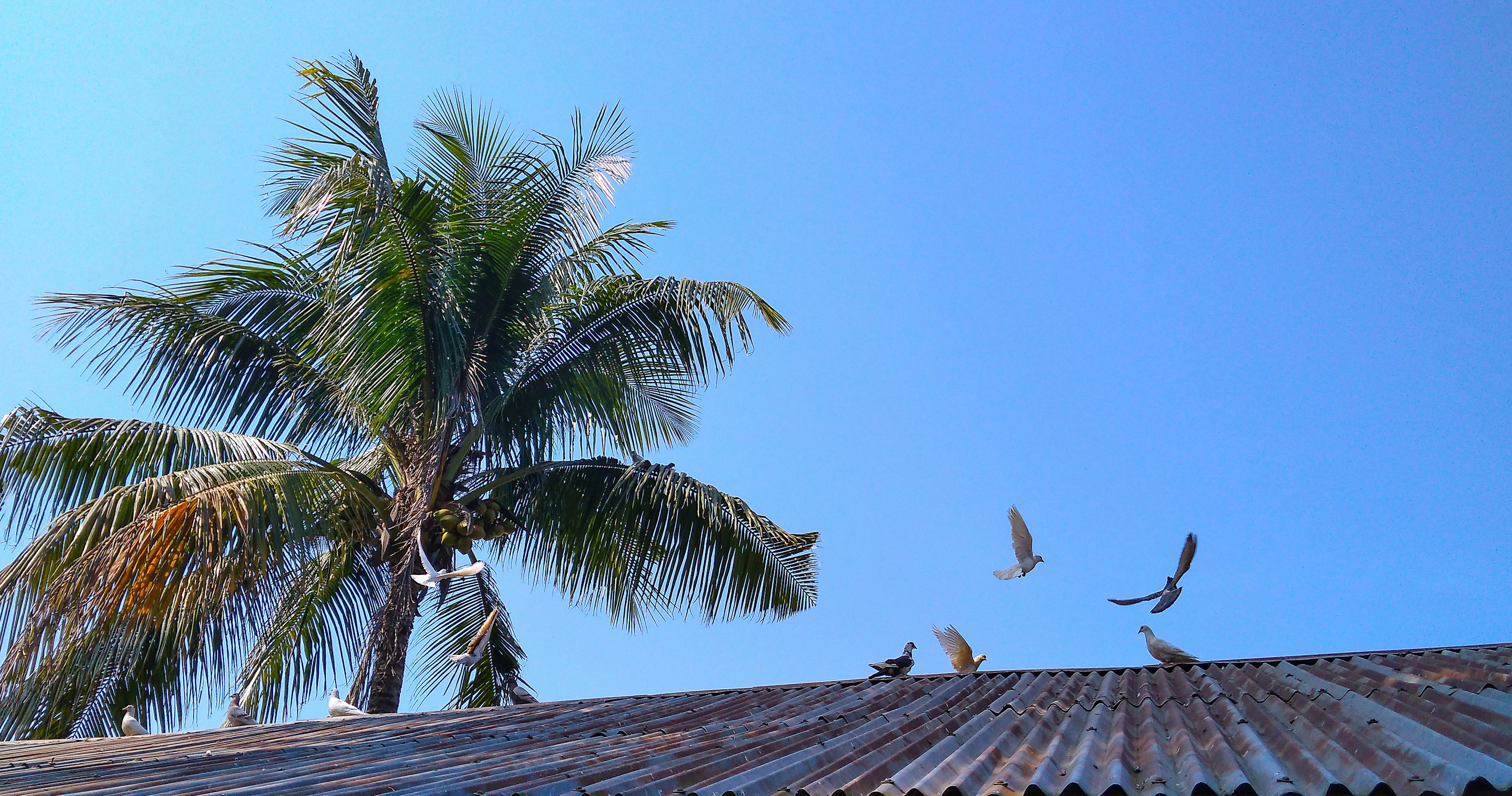 Bright blue sky over a weathered corrugated roof with a tall palm tree and a flock of seagulls in flight.