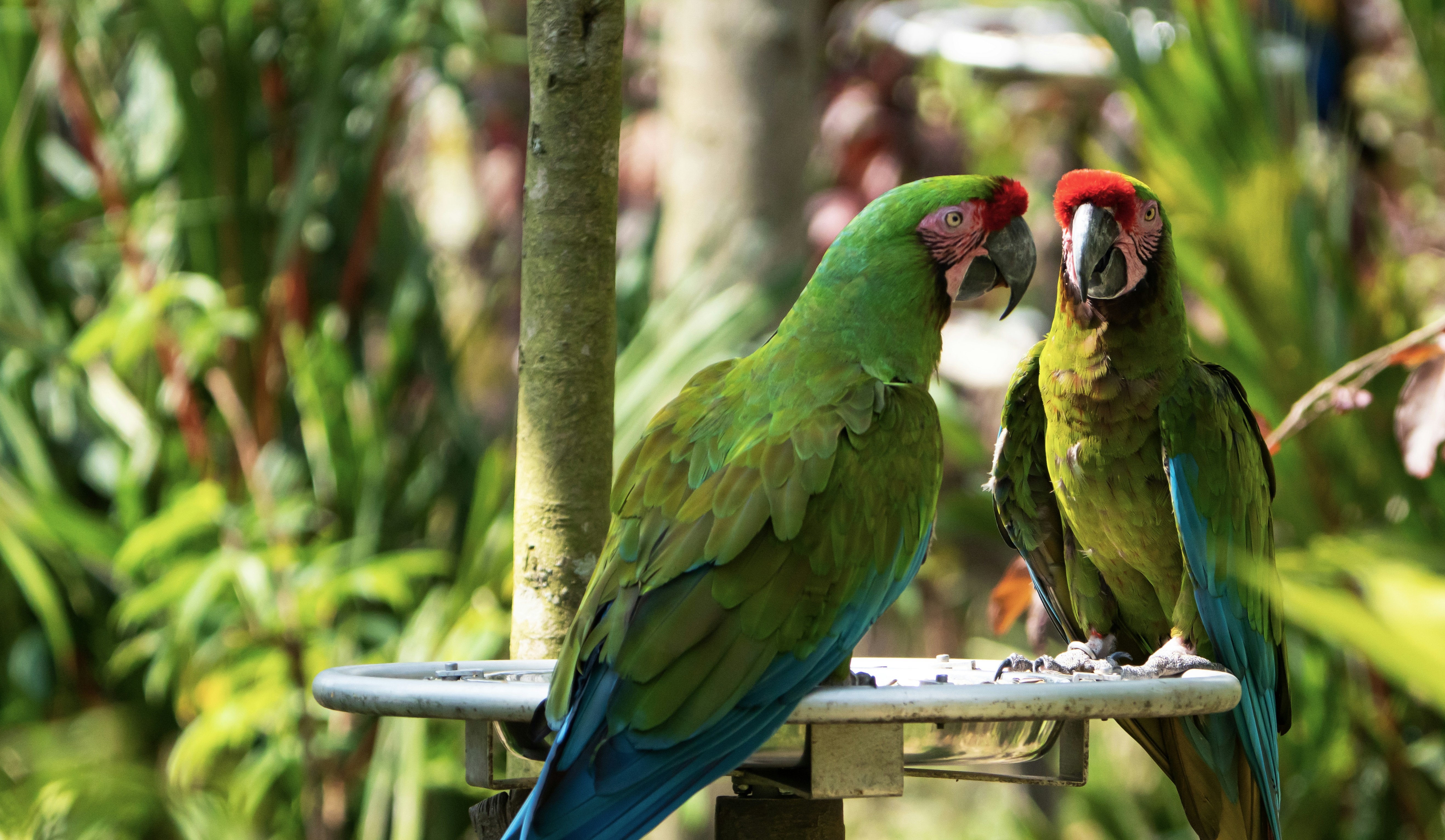 Dos loros verdes y rojos sentados en un banco foto – Imagen de Pájaro ...
