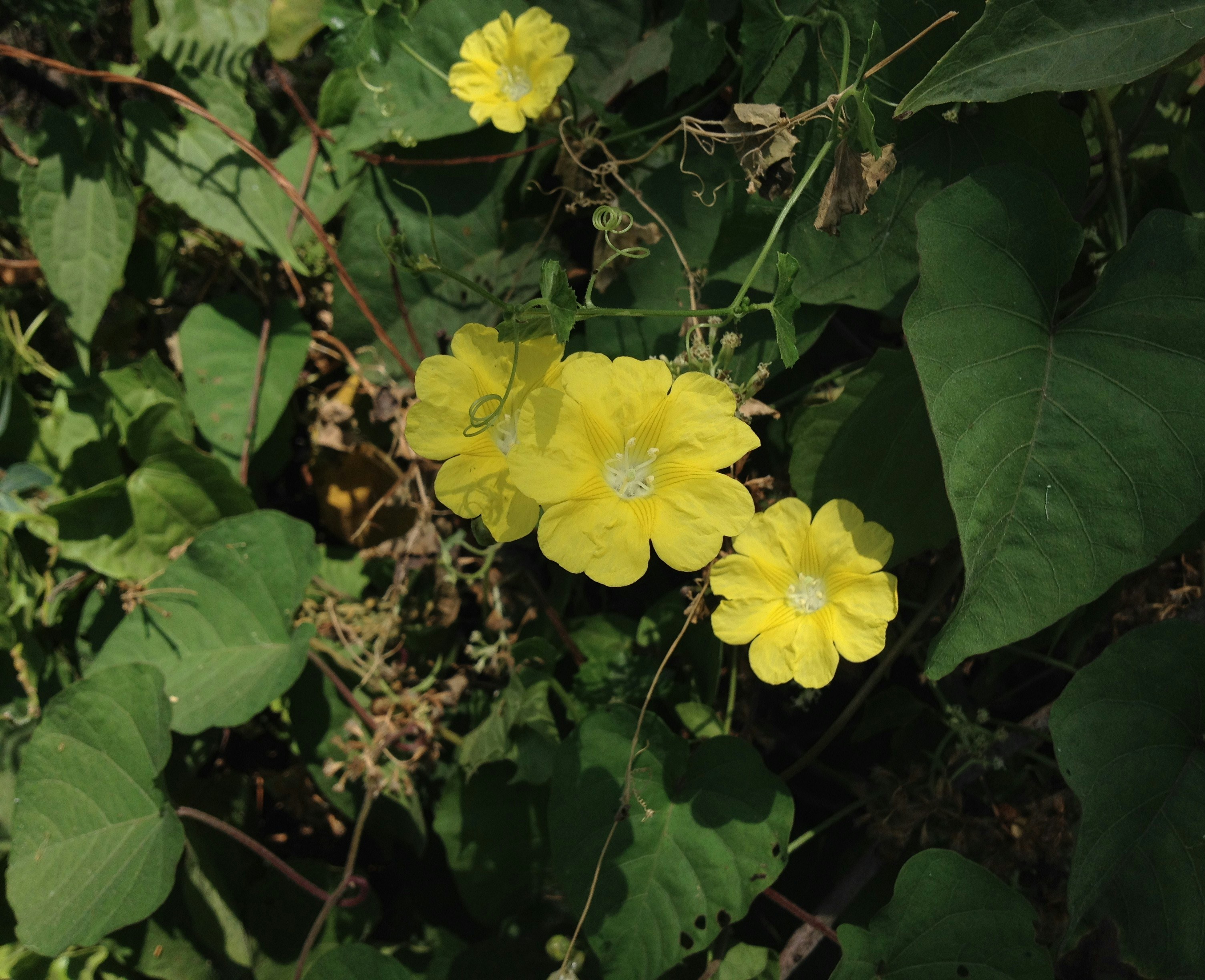 Yellow bloom among green vines: a sunlit garden detail
