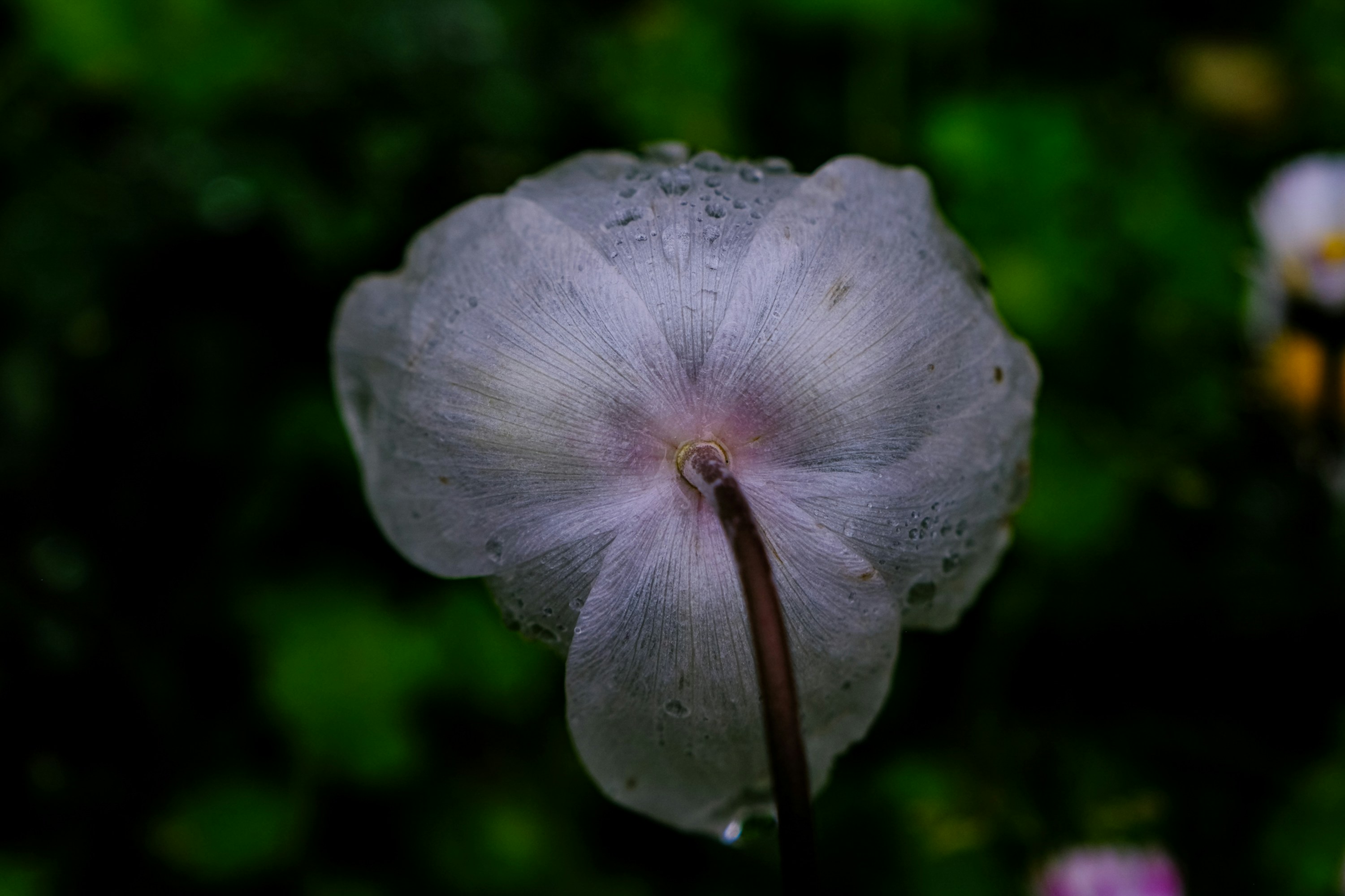 Dew-Kissed Back Petal in a Velvet Green Backdrop