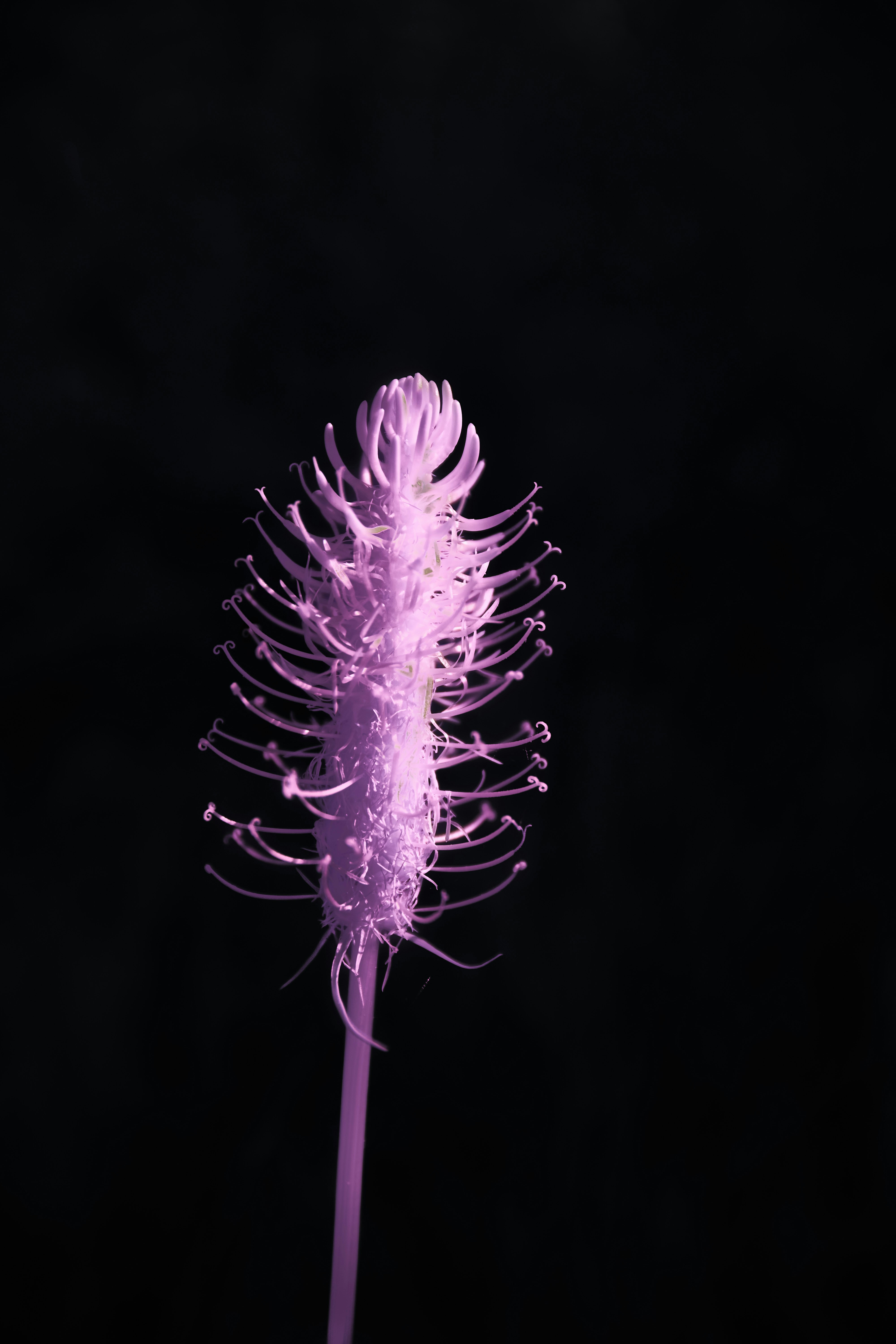 Pink Crown in the Dark: Bottlebrush Bloom in Focus