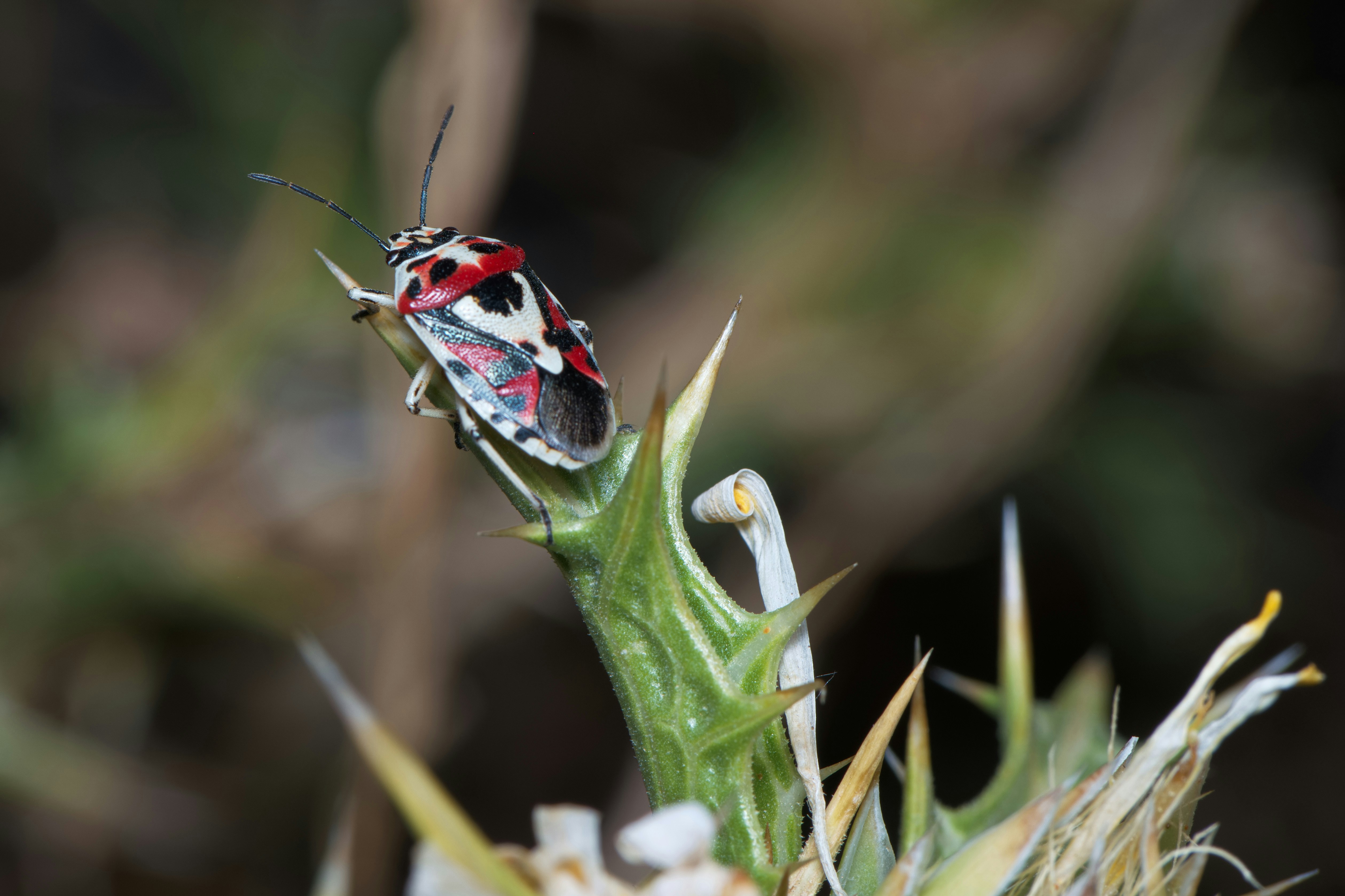 A close up of a bug on a plant photo – Free Insect Image on Unsplash