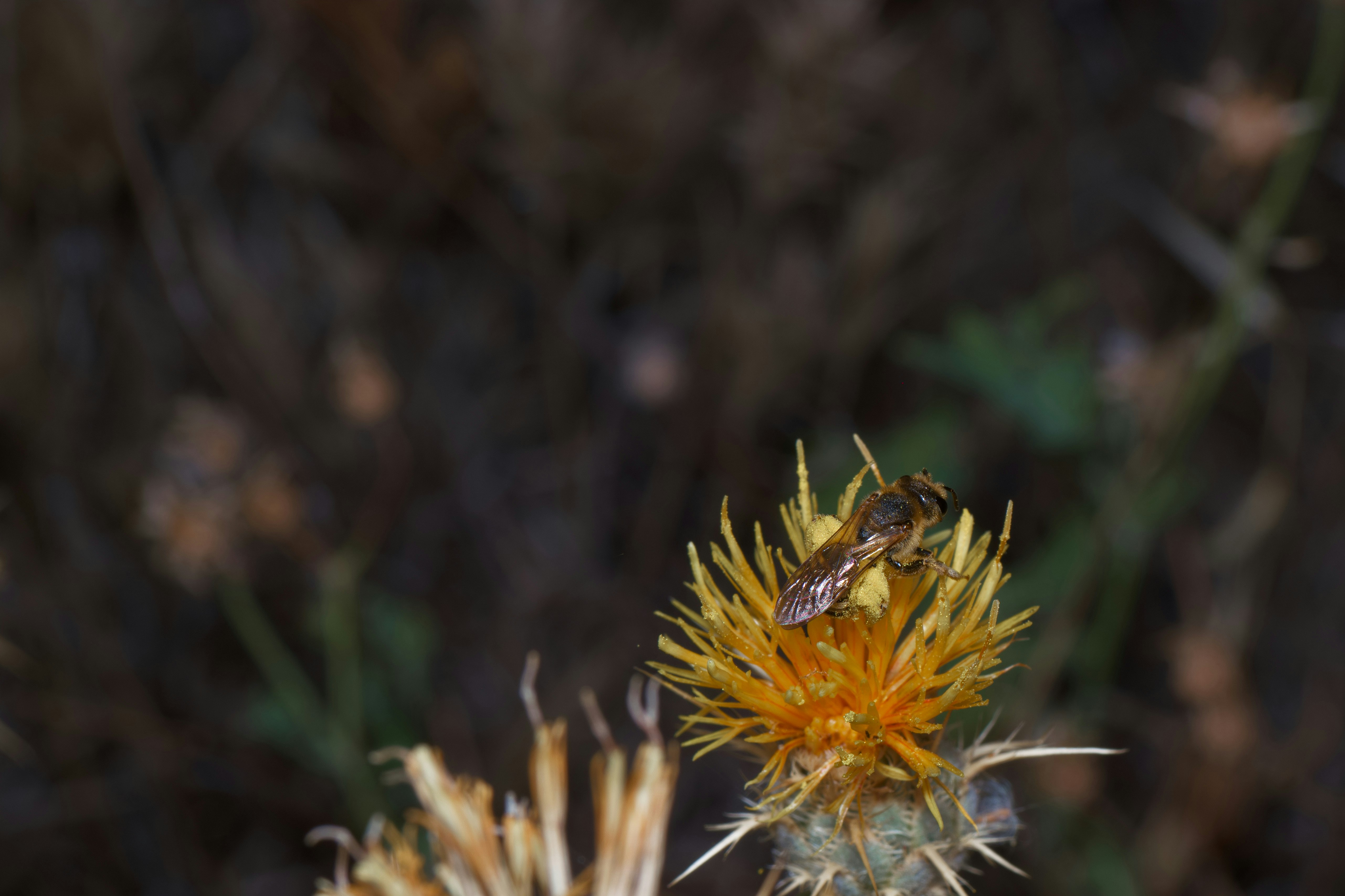Macro close-up of a honey bee perched on a spiky yellow bloom. The shallow depth of field isolates the insect against a dark, blurred background.