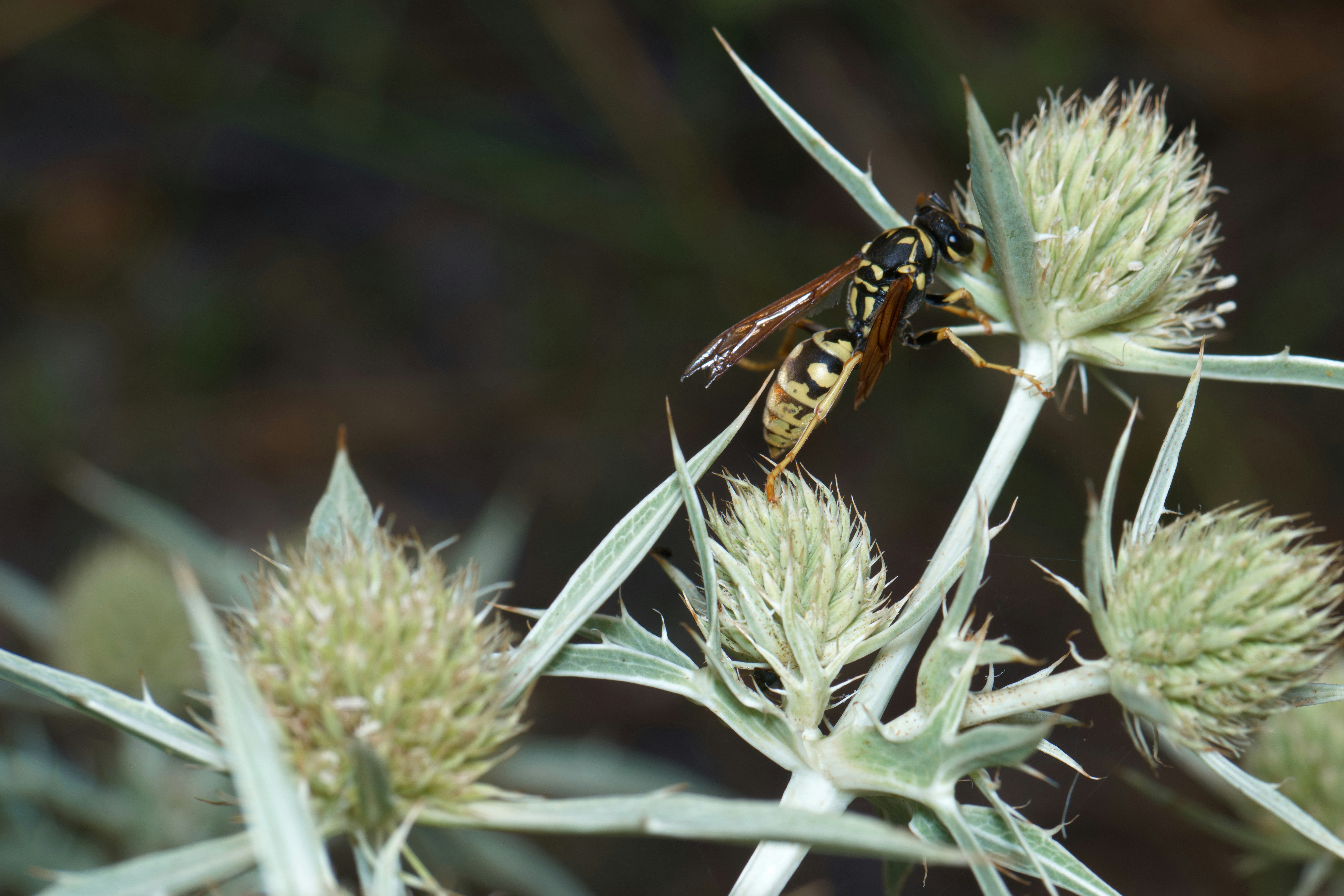 Close-up photograph of a wasp perched on a spiky thistle. The composition emphasizes the insect against pale-green bracts.
