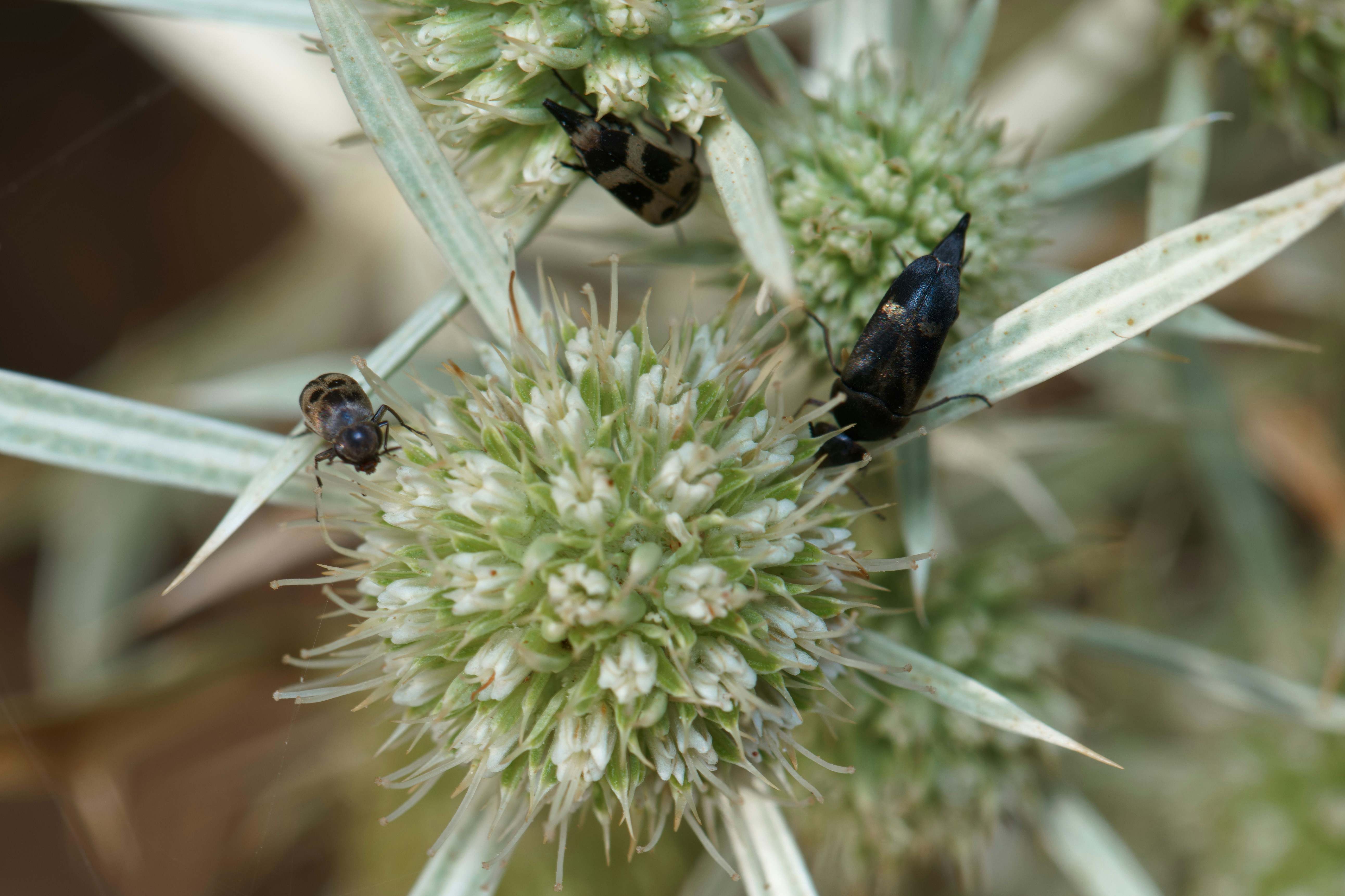a couple of bugs are sitting on a flower
