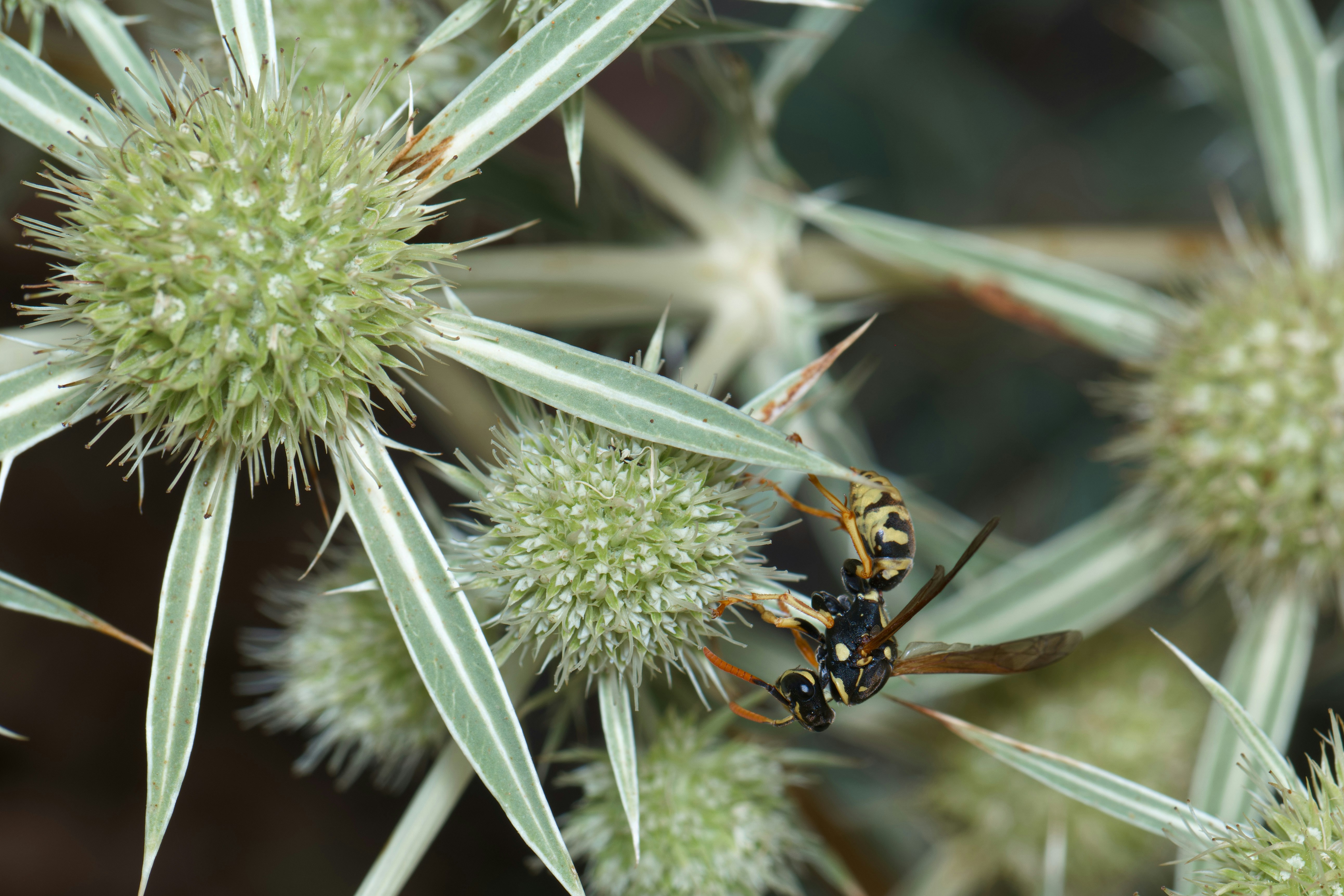 Harvester on a Spiked Crown: A Black and Yellow Insect Amid Gaited Green Spikes
