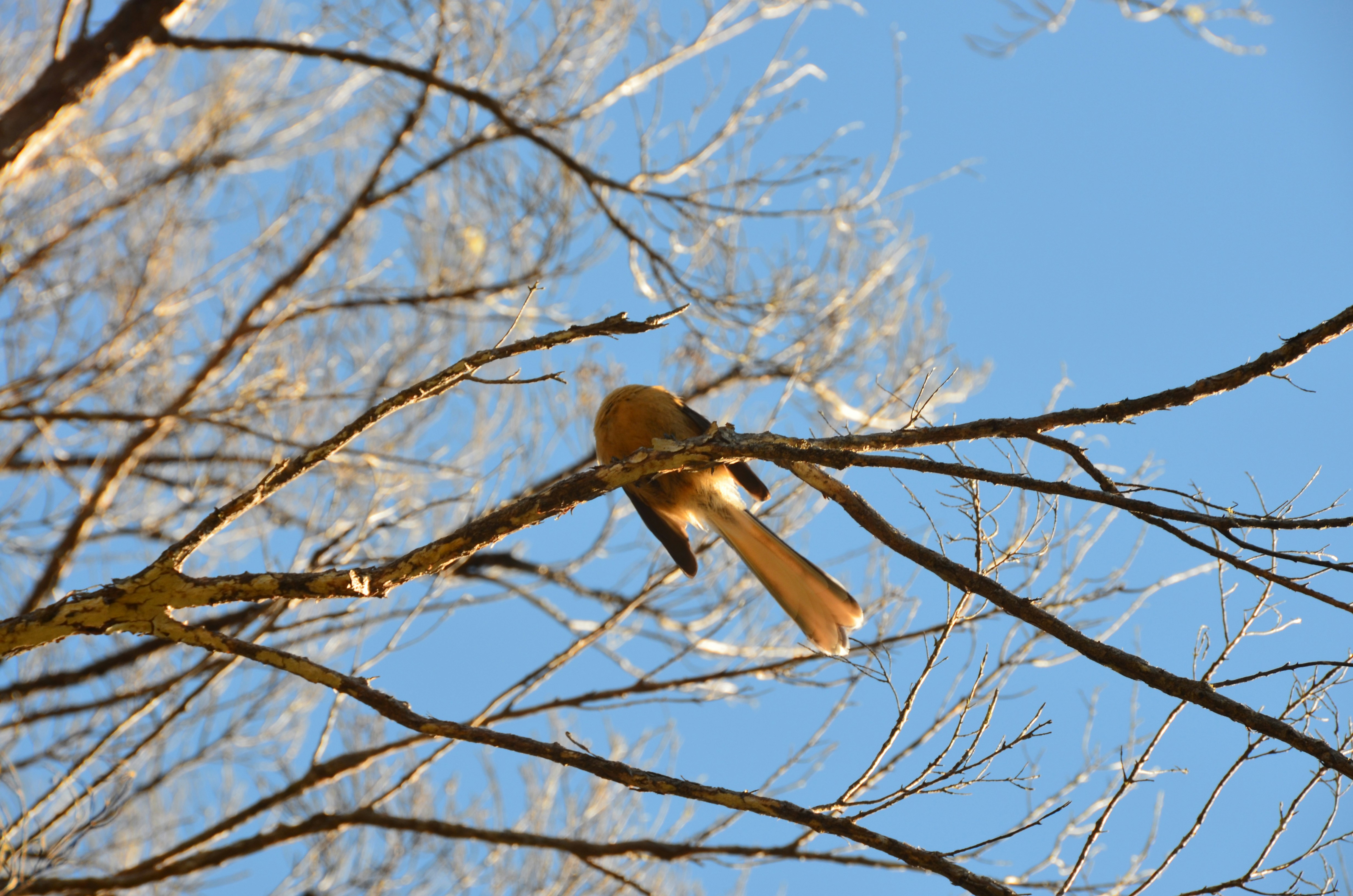 Tiny Winter Songbird Glowing on a Bare Branch Under a Clear Blue Sky