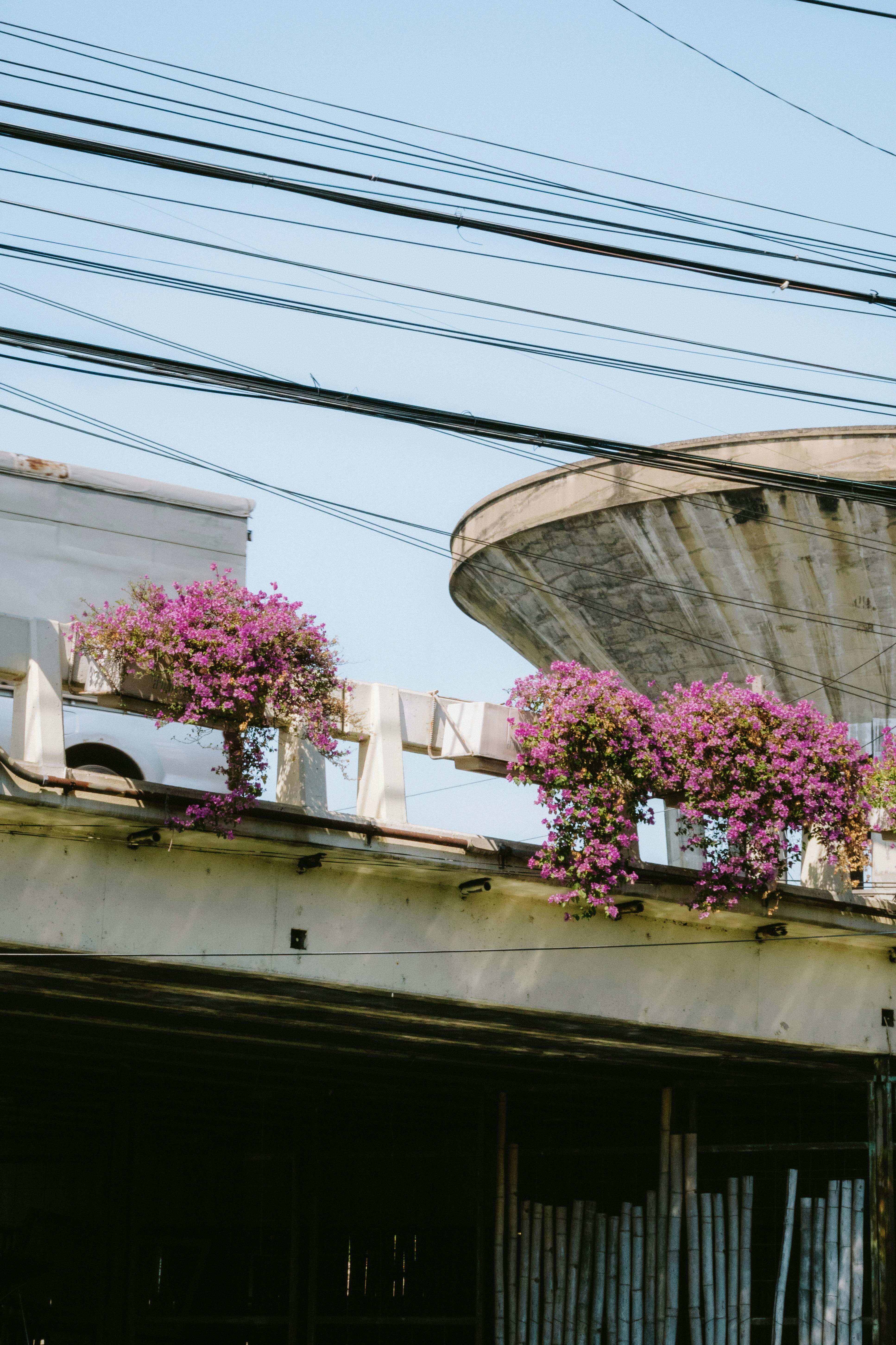 Bougainvillea on a Sunlit Railing Framed by Urban Wires and a Water Tank