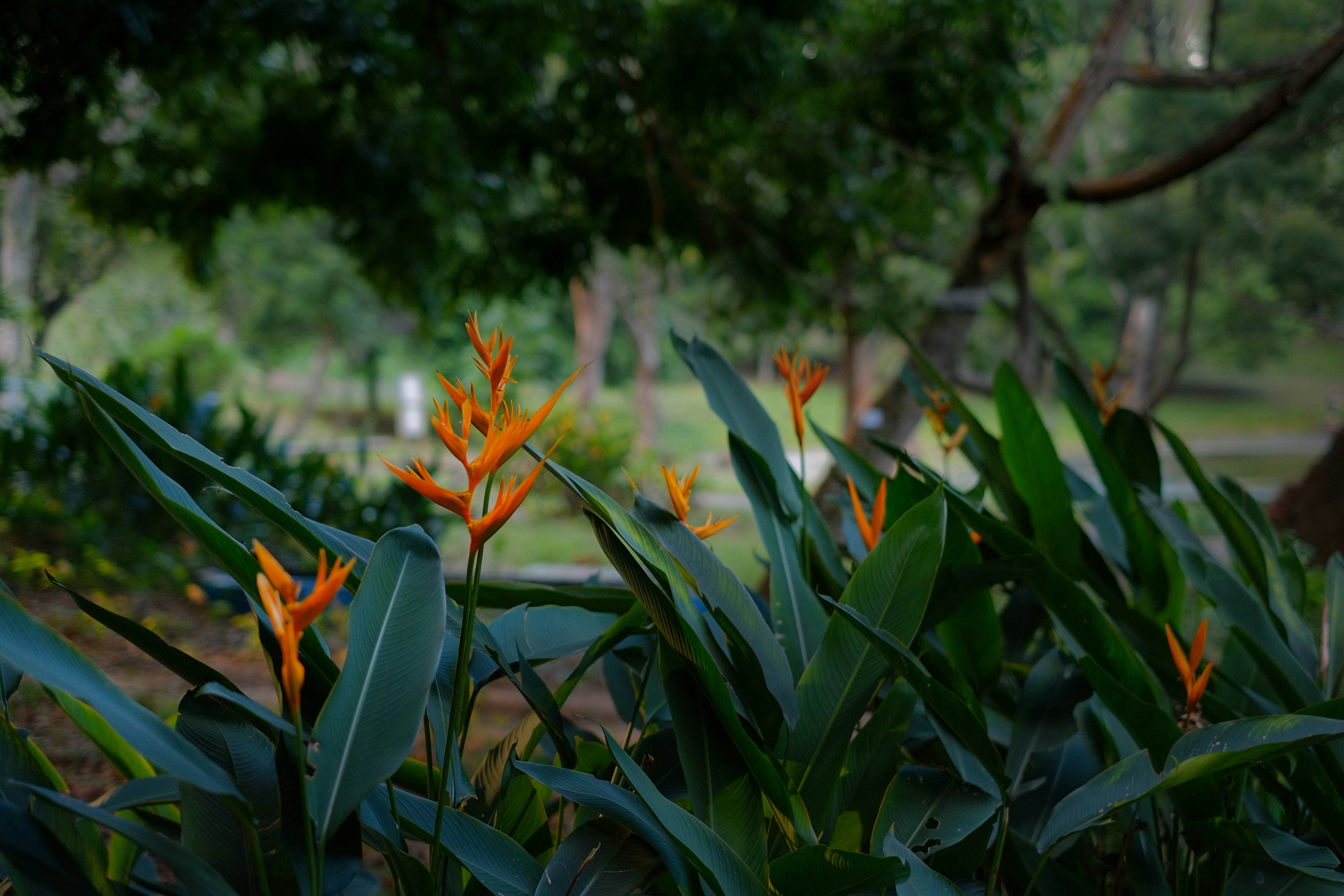 Amber Heliconias Piercing a Sea of Green Foliage