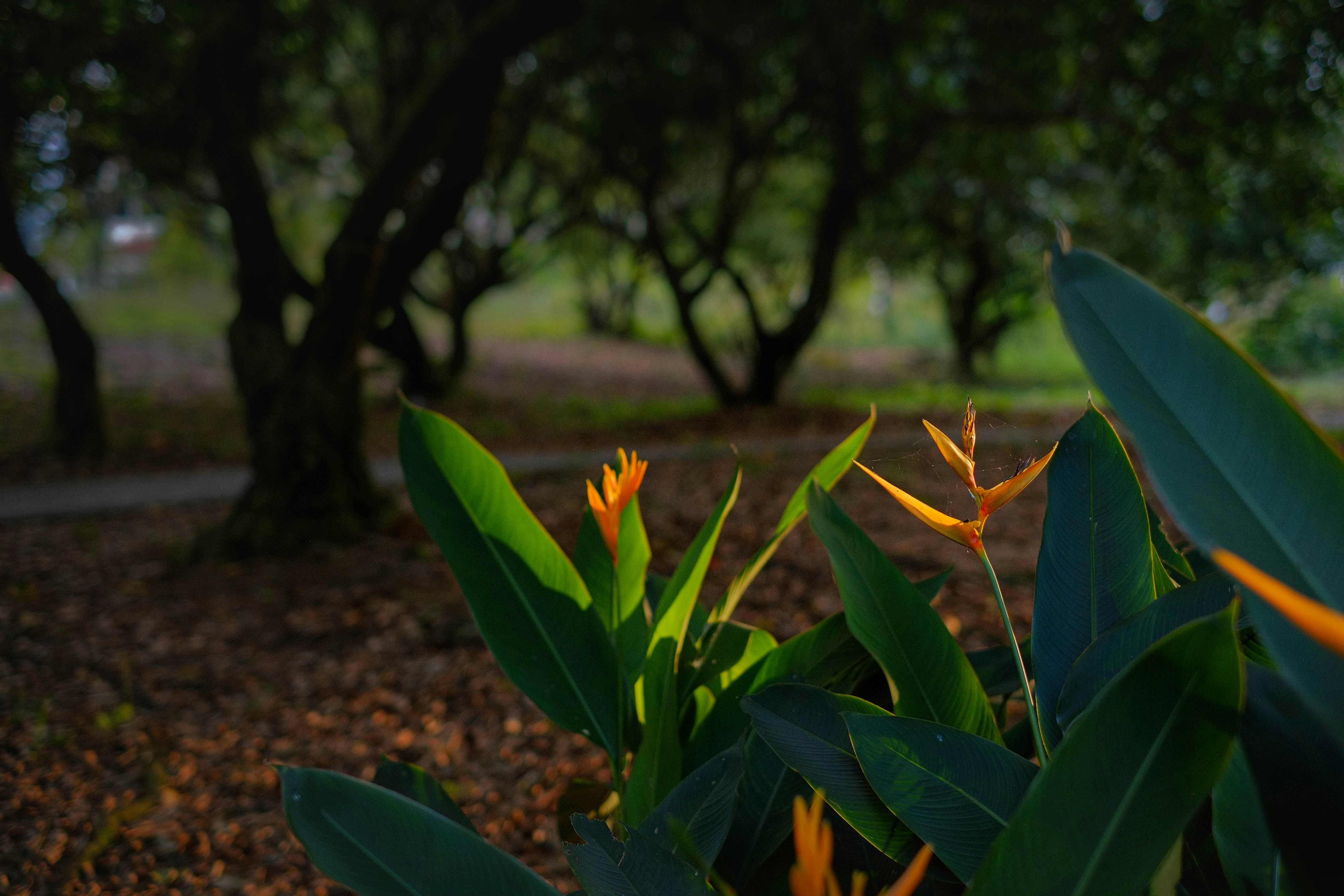 Vibrant orange flower emerges amidst lush green leaves in a serene garden setting.