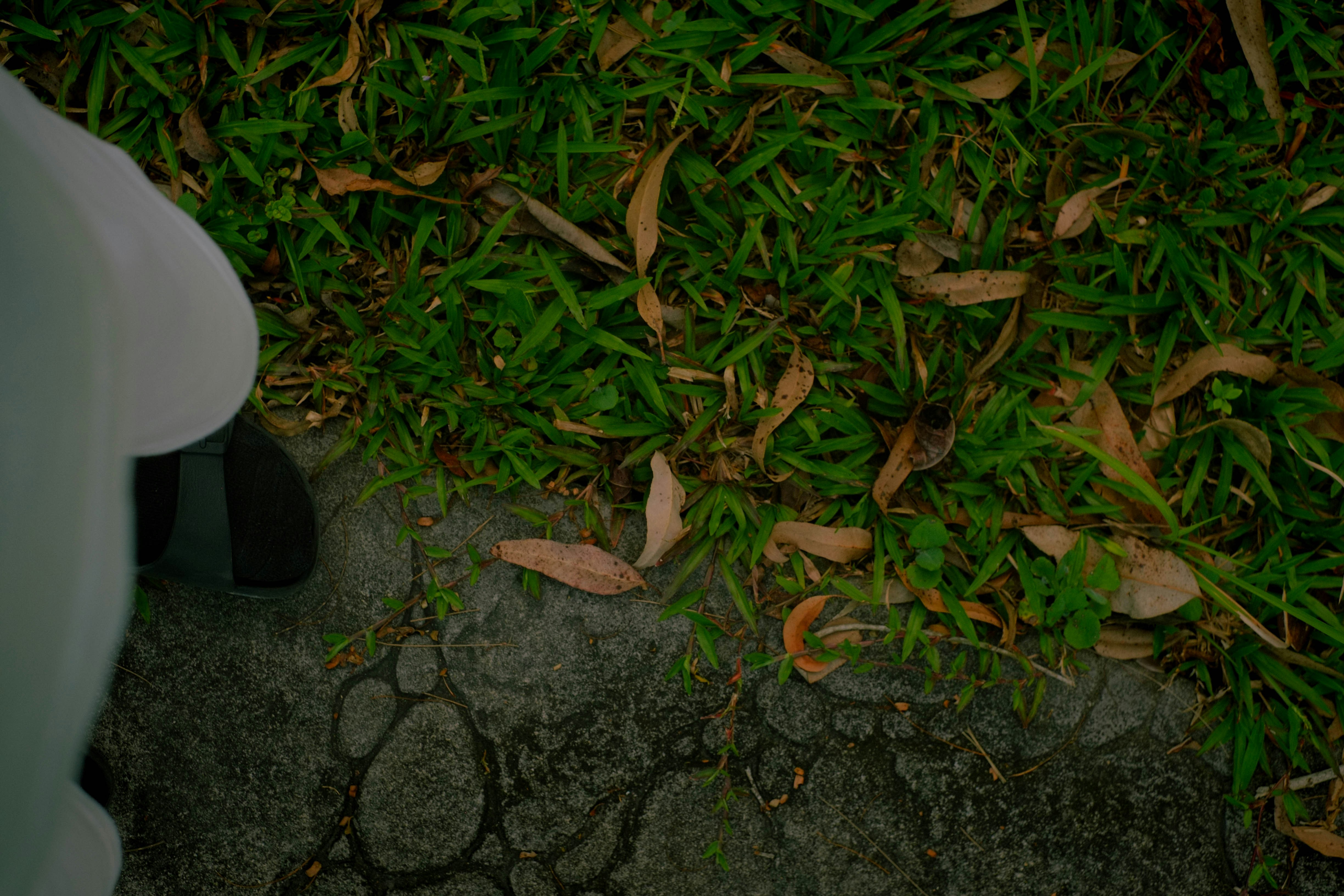 Close-up view of grass and fallen leaves on a textured pathway, showcasing the intricate details of nature's floor.