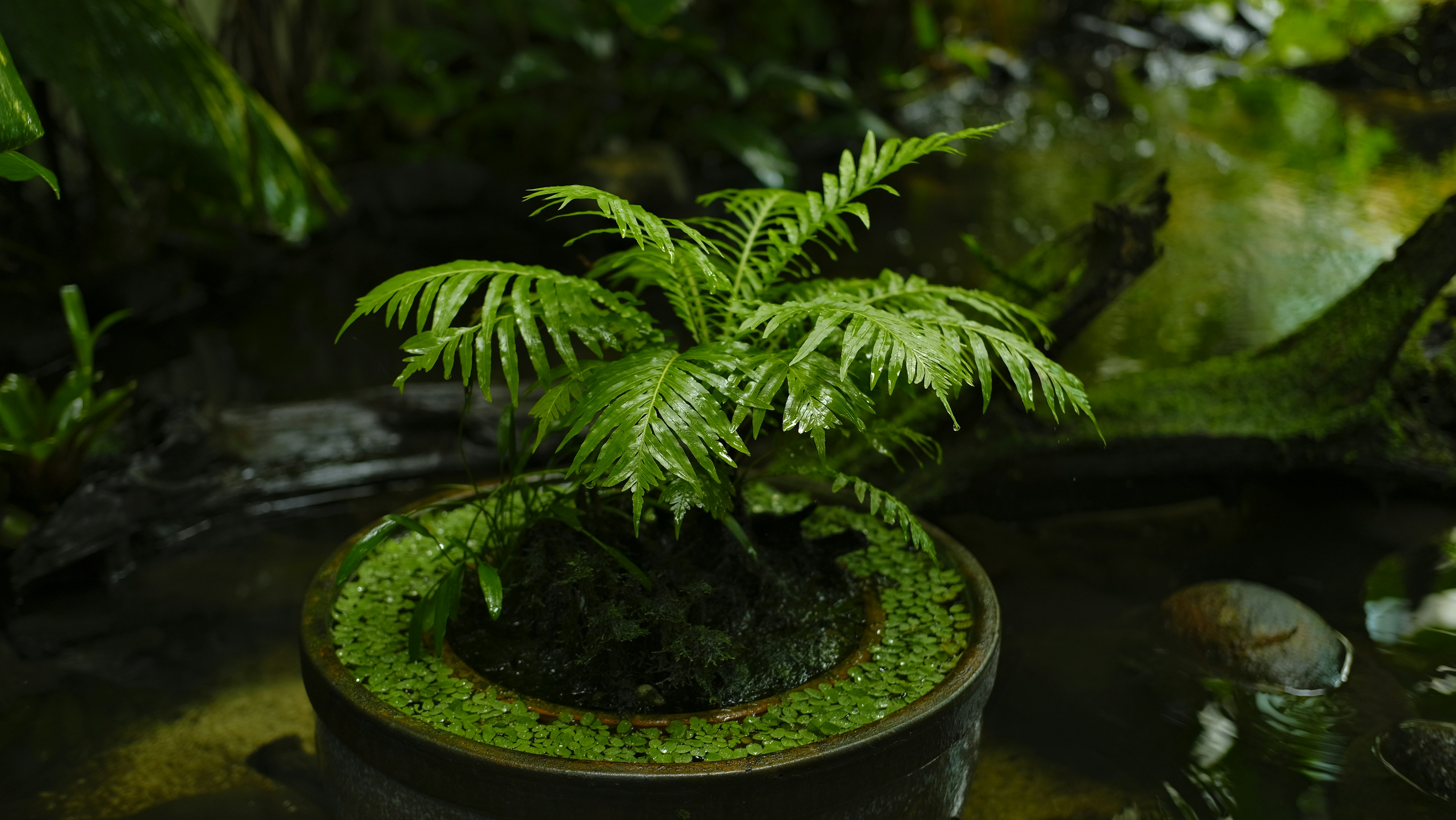 Fern in a Moss-Capped Pot: Subtle Light, Rich Greens