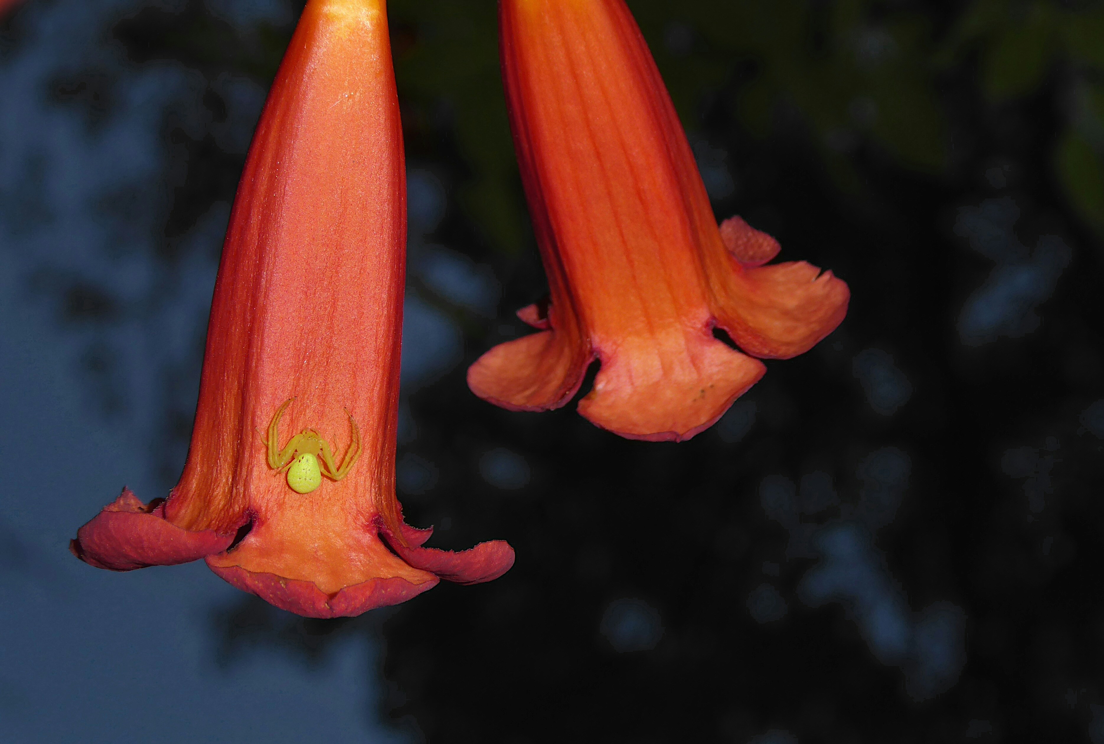 Trailing trumpet petals: a close look at vibrant bloom silhouettes
