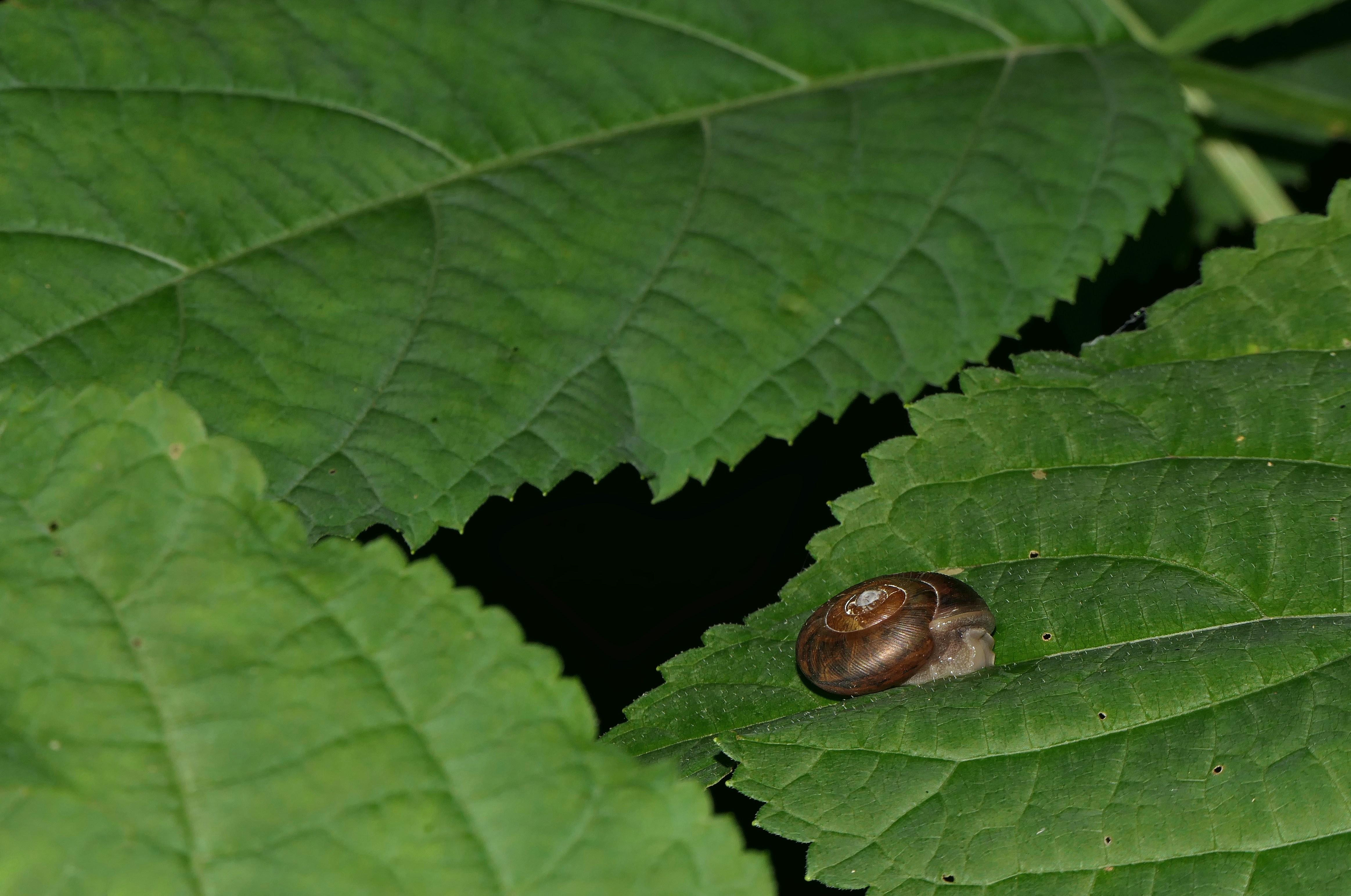 snail on leaf
