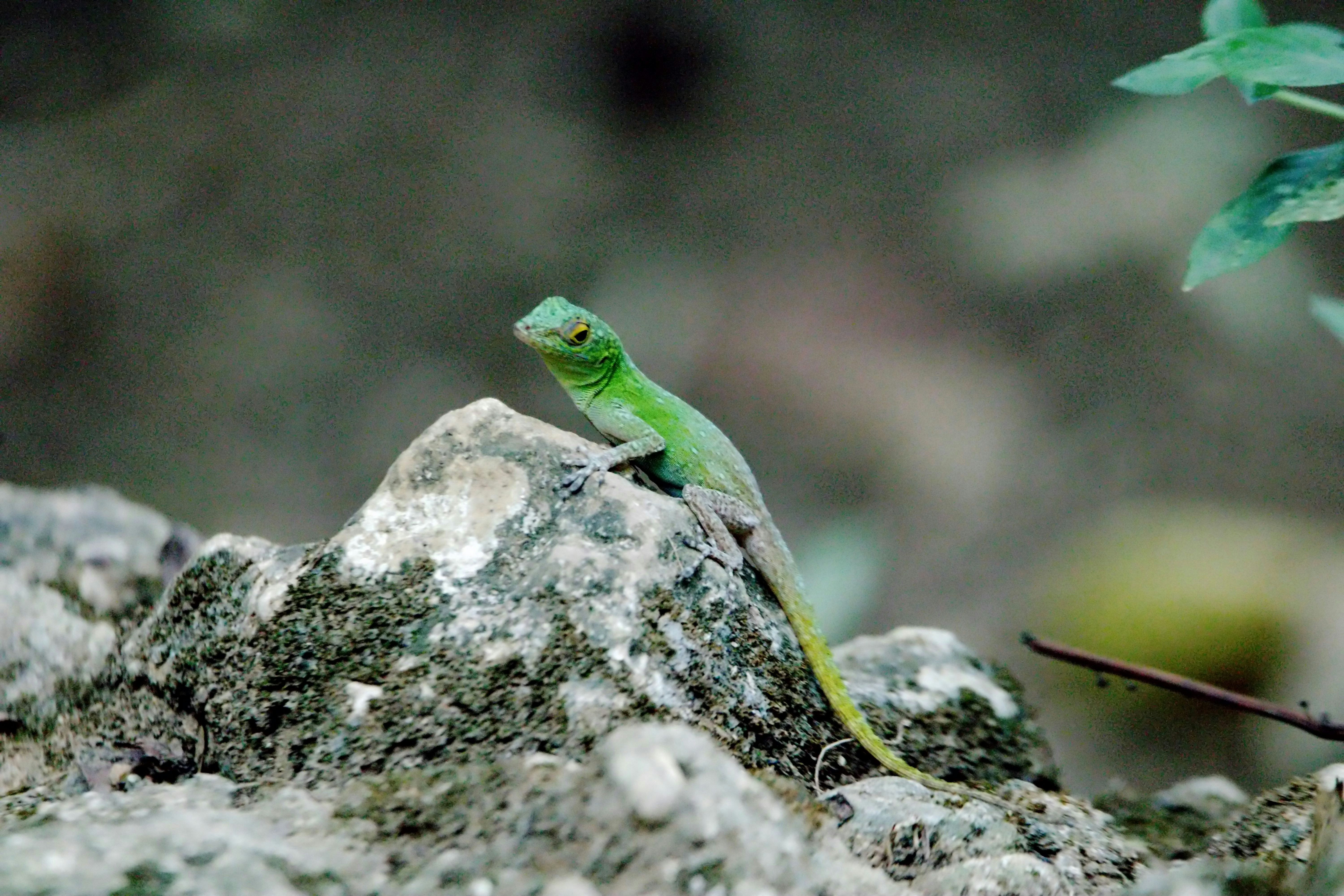 Emerald Gecko Perched on Weathered Granite