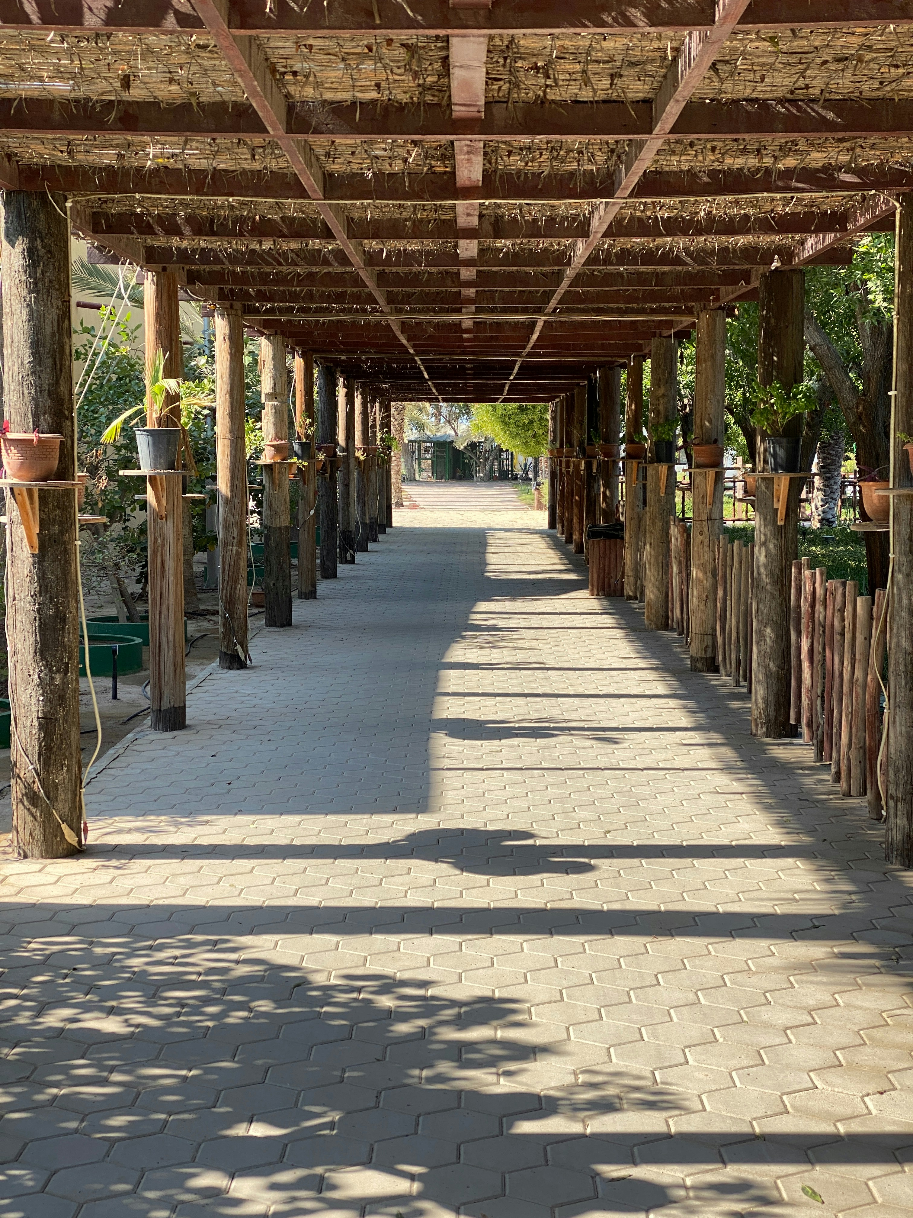 Sunlit Corridor: A Tree-Covered Pergola Reaching a Distant Gate