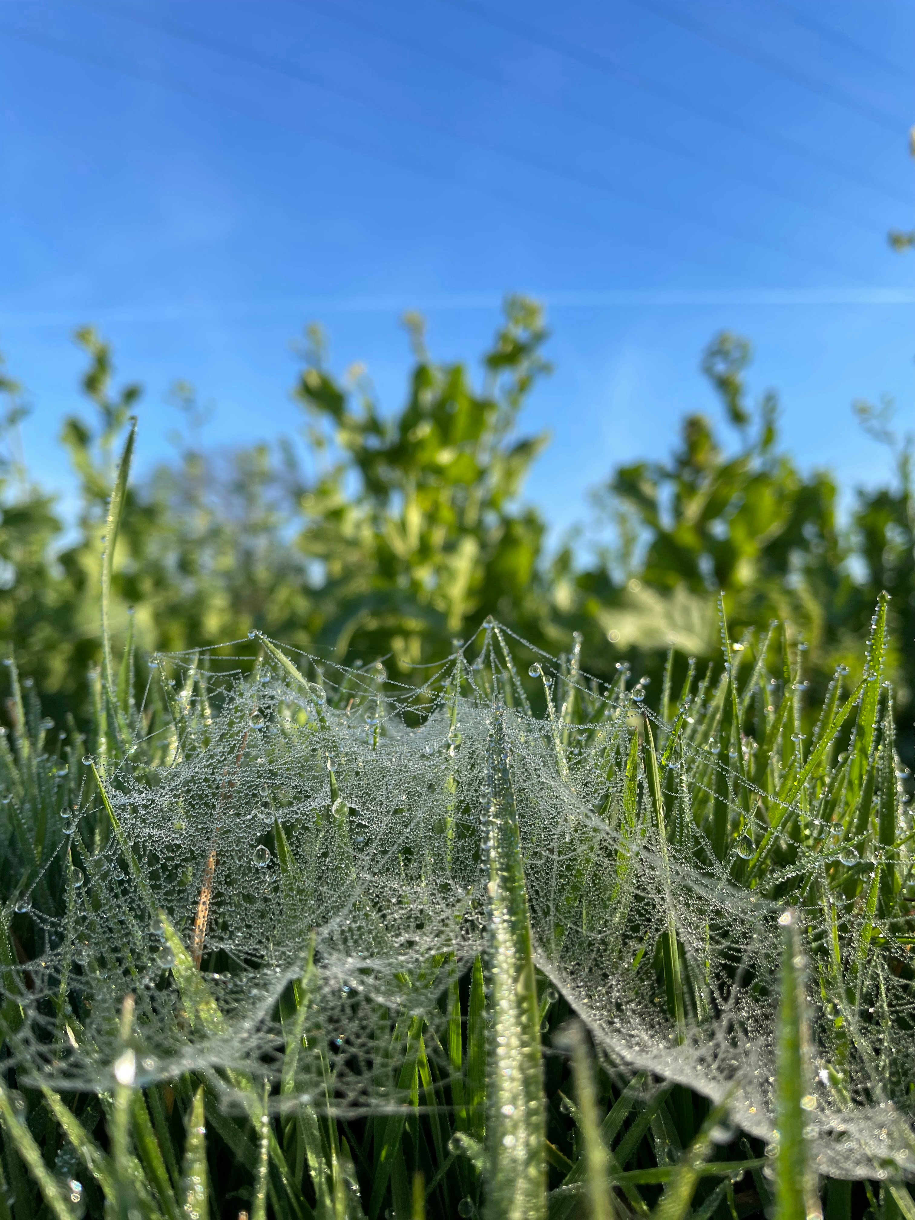 Dew-kissed Webs Above a Field of Morning Green
