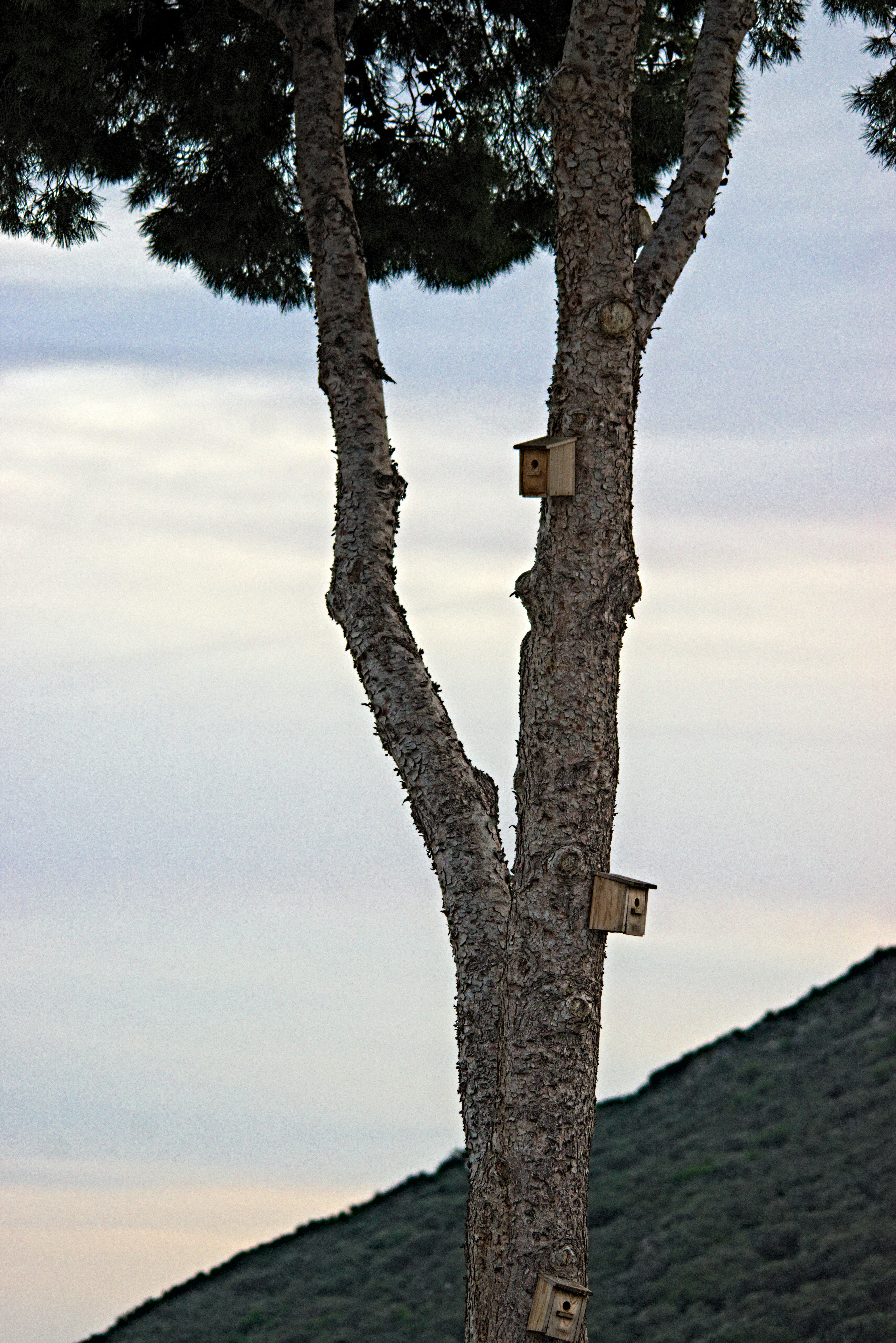 Three Wooden Birdhouses Clinging to a Weathered Tree with a Quiet Mountain Backdrop