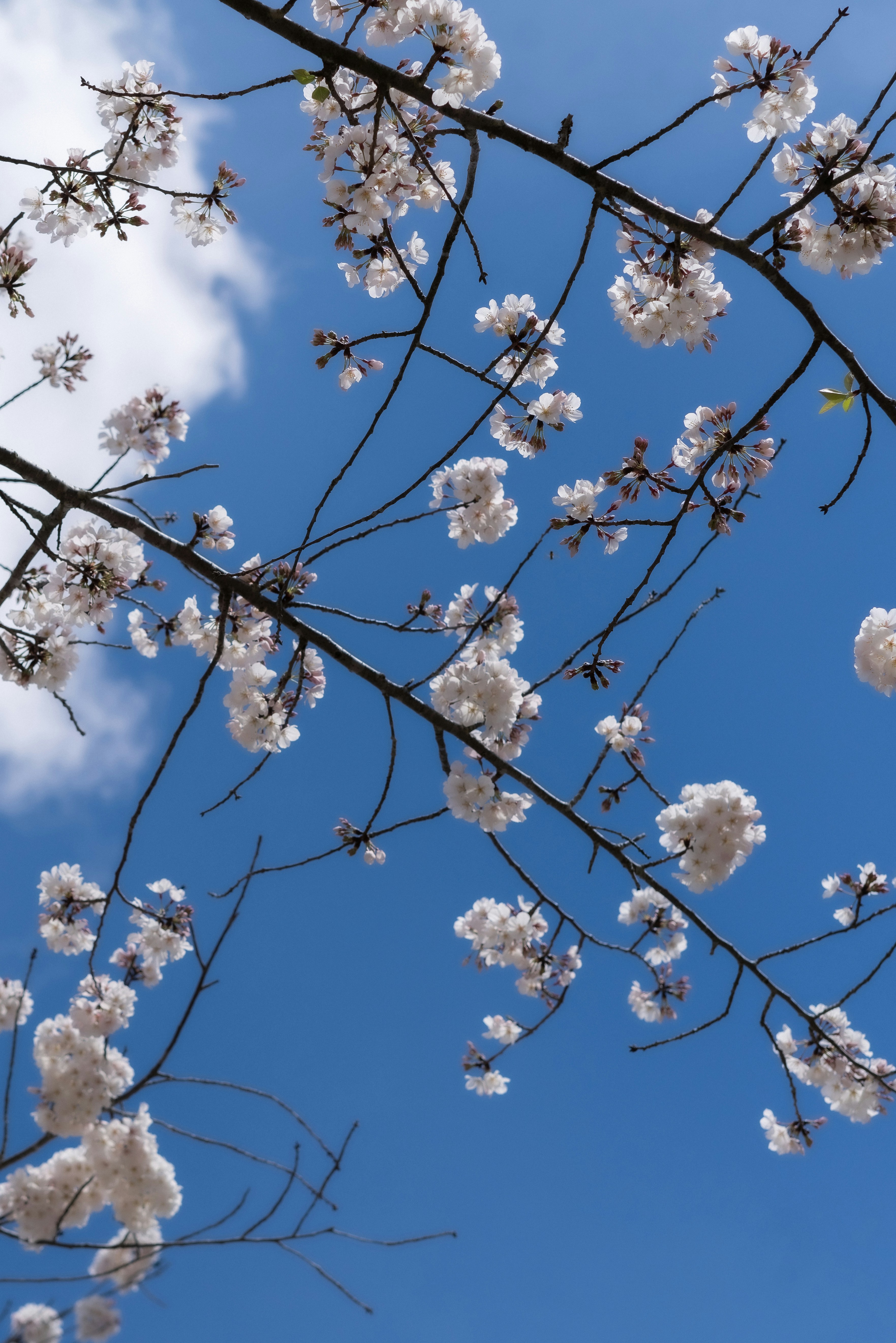Cherry blossom tree budding and blooming just in time for Spring.