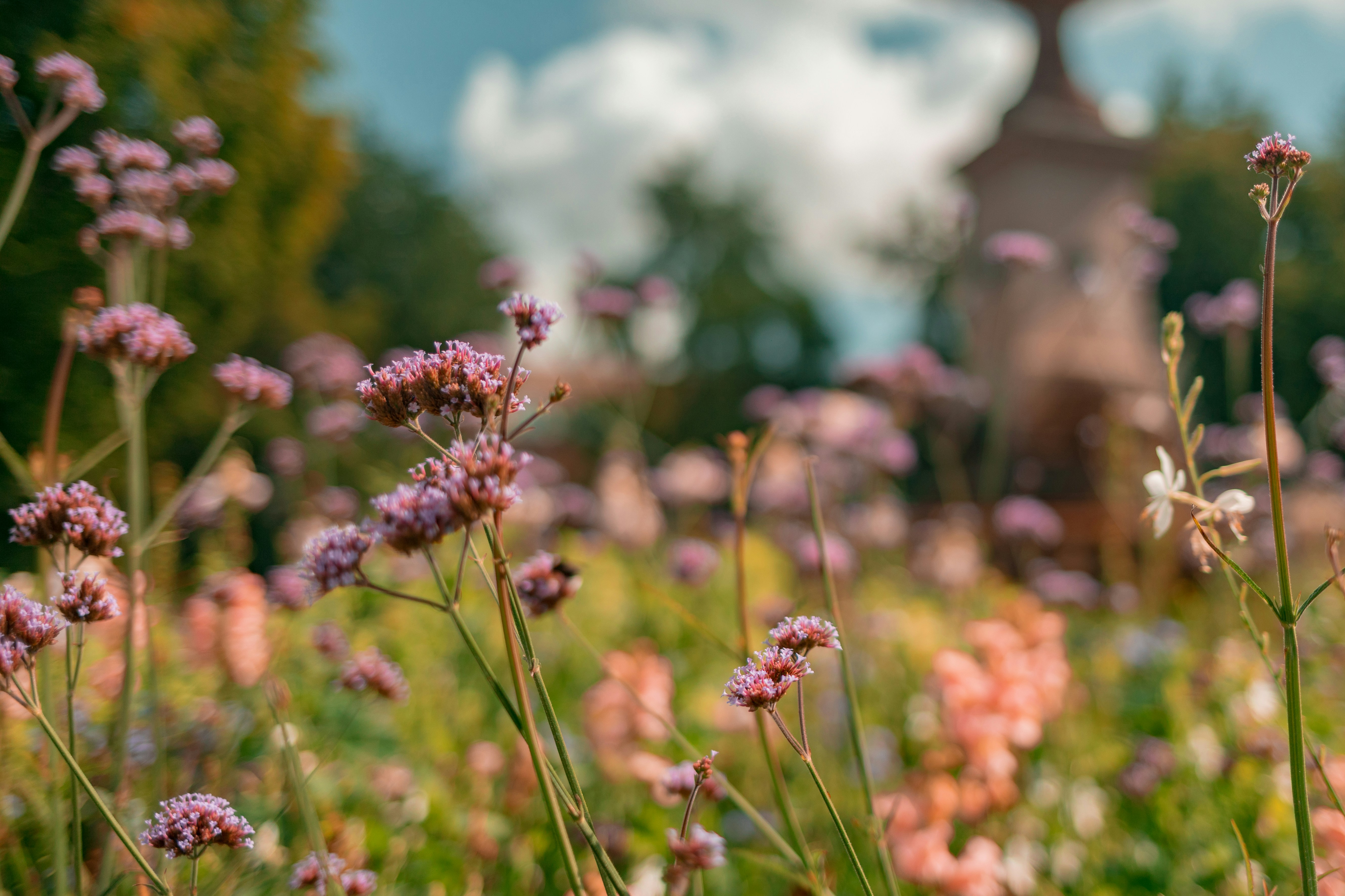 Blossoms in Focus: A Sunlit Garden Vista with a Soft Backdrop