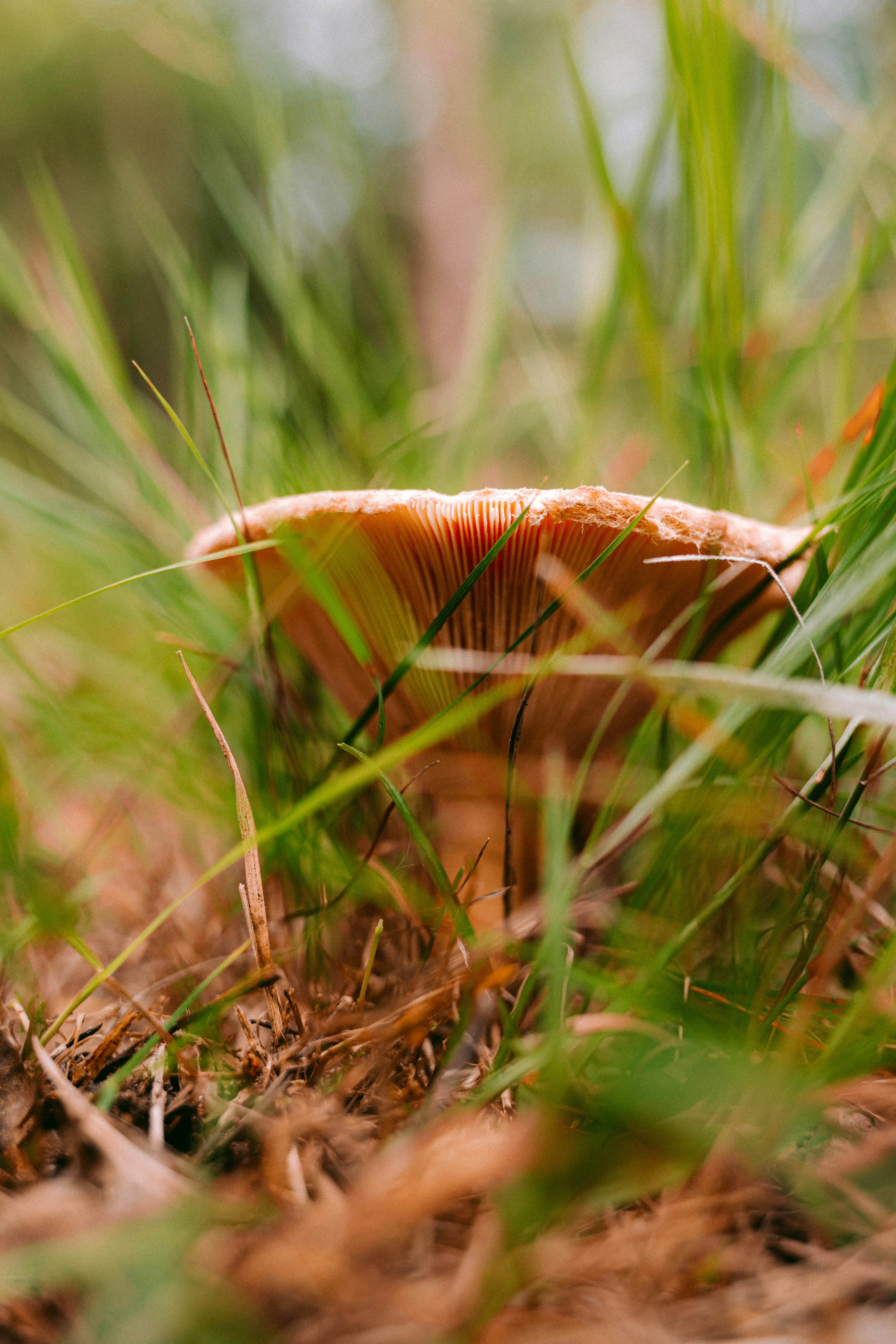 Amber Cap Emergence: A Mushroom Resting Amid Spring Grass