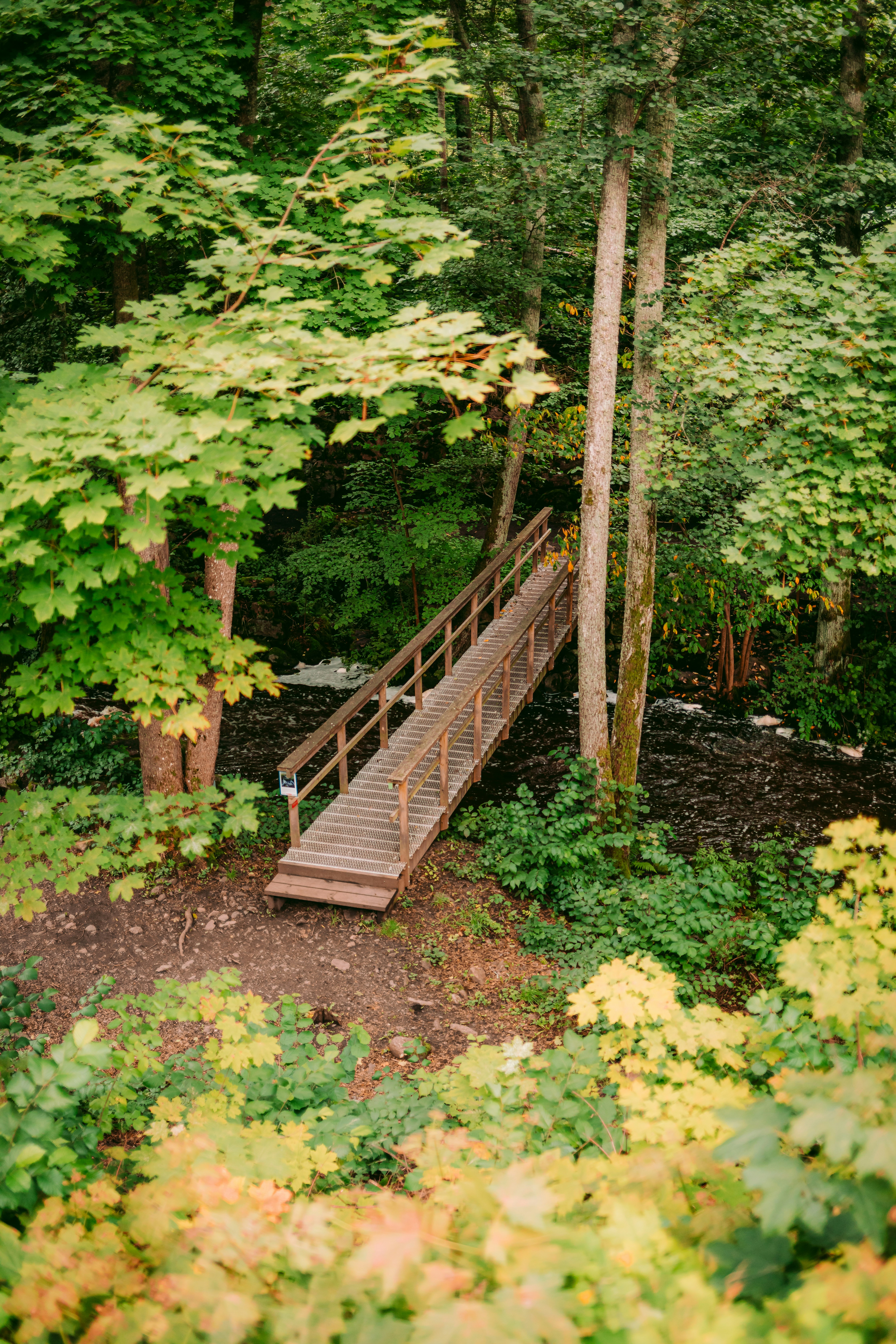 Bridge Beneath a Canopy: A Quiet Path Through the Forest
