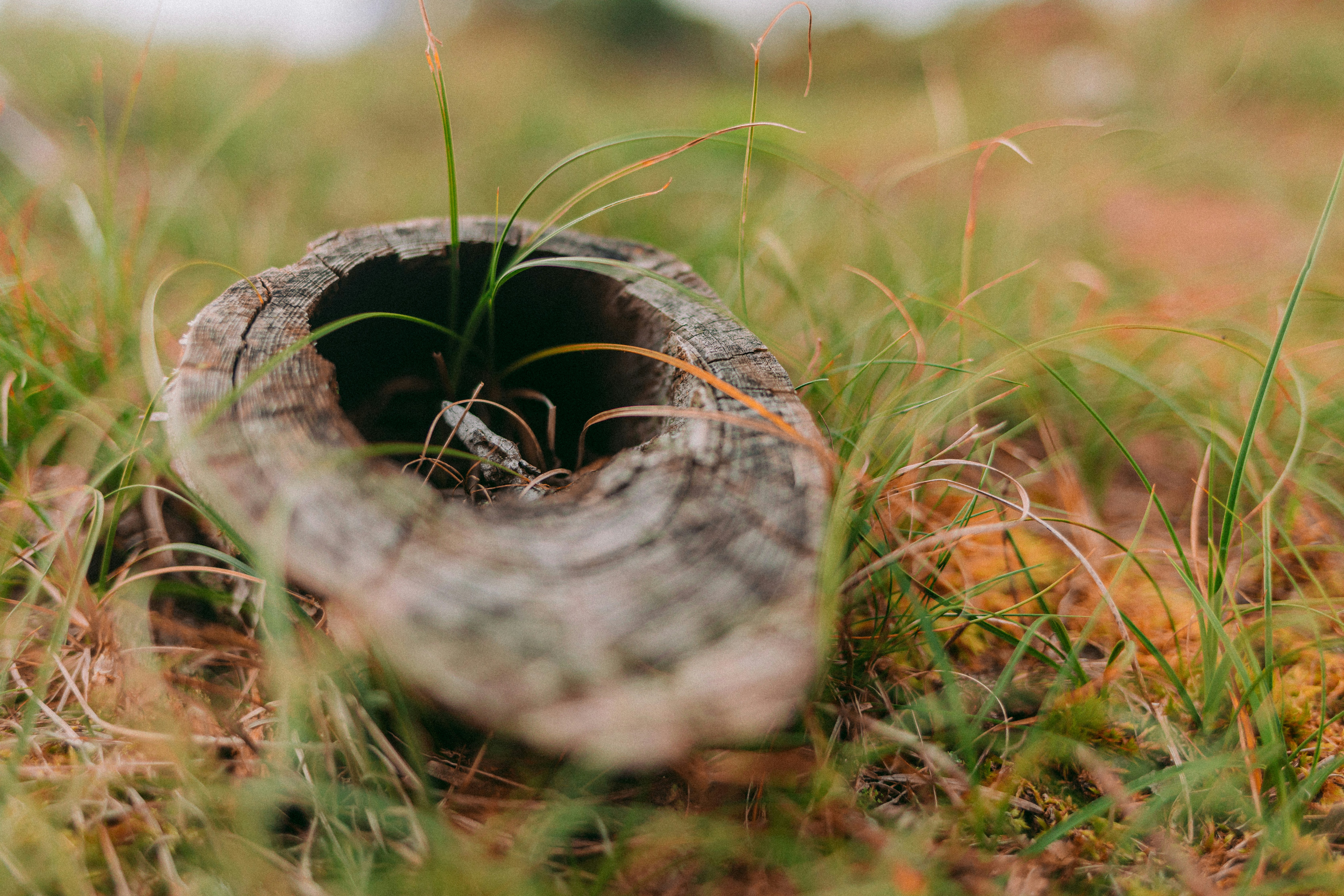 Time-worn hollow culvert peeking through sunlit meadow grasses