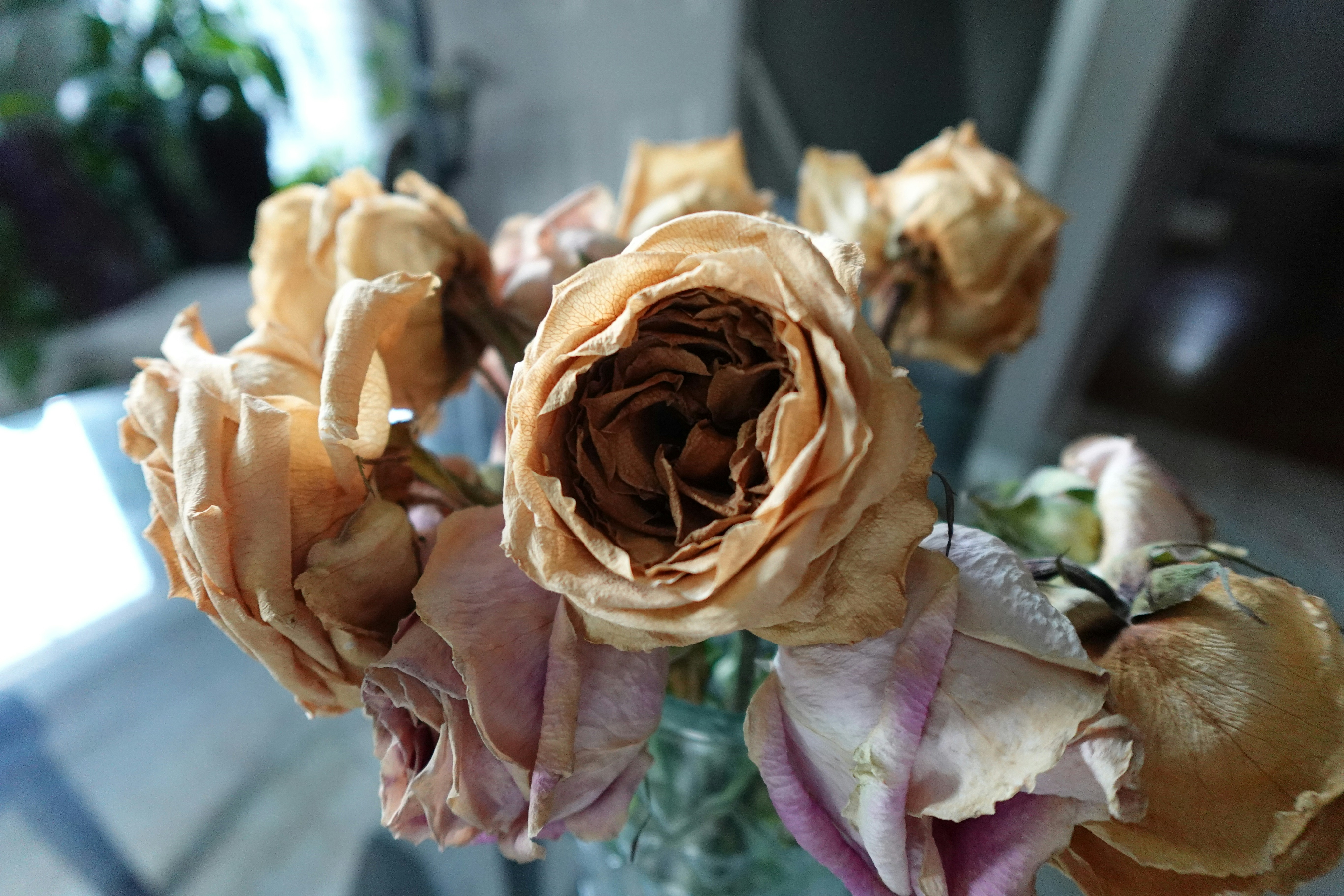 Close-up of dried roses in a glass vase, bathed in soft window light. Muted tones and weathered petals highlight texture and mood.