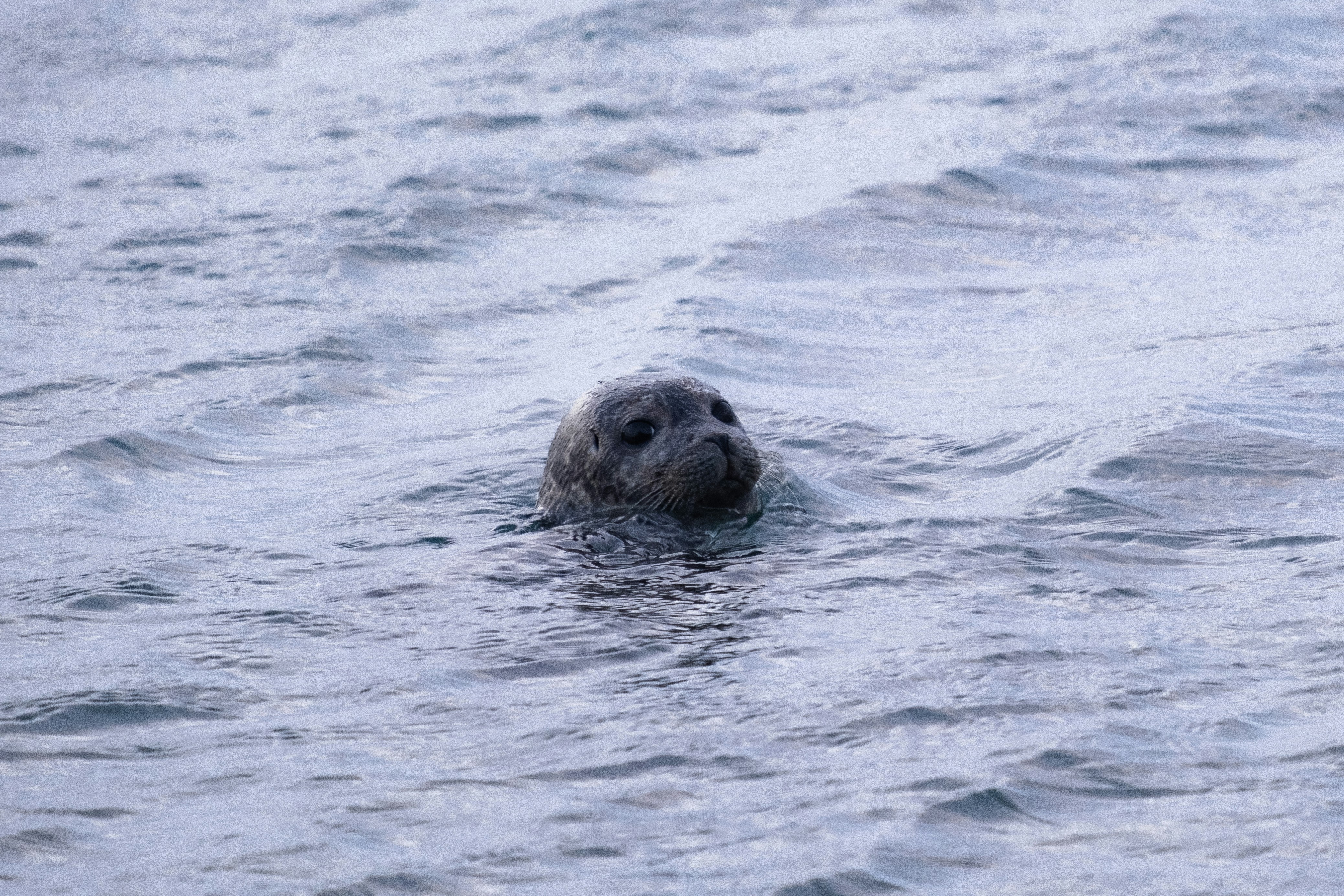 Foto Una foca está nadando en el agua – Imagen Islandia gratis en Unsplash