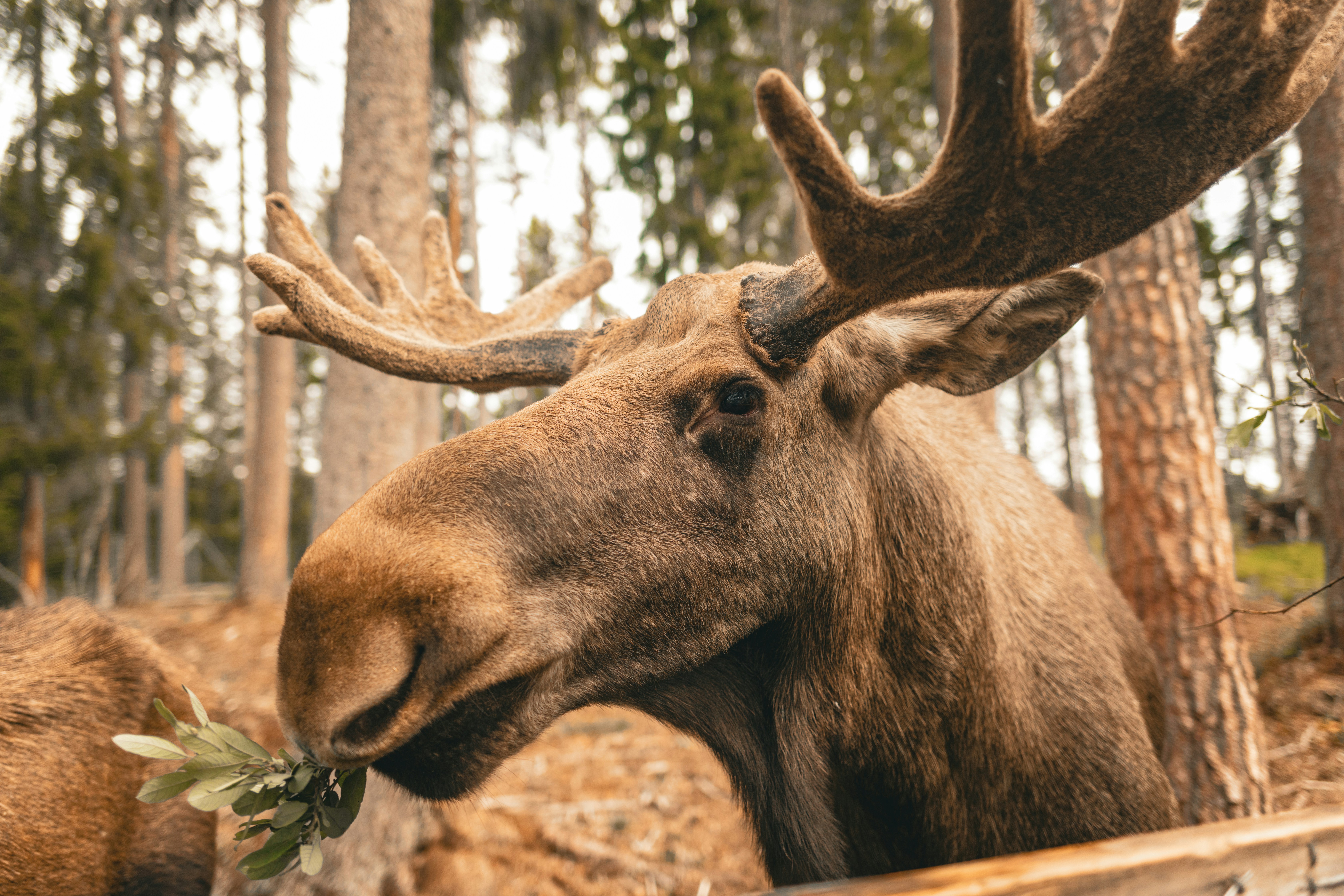 A moose eating leaves in a wooded area photo – Free Sweden Image on ...