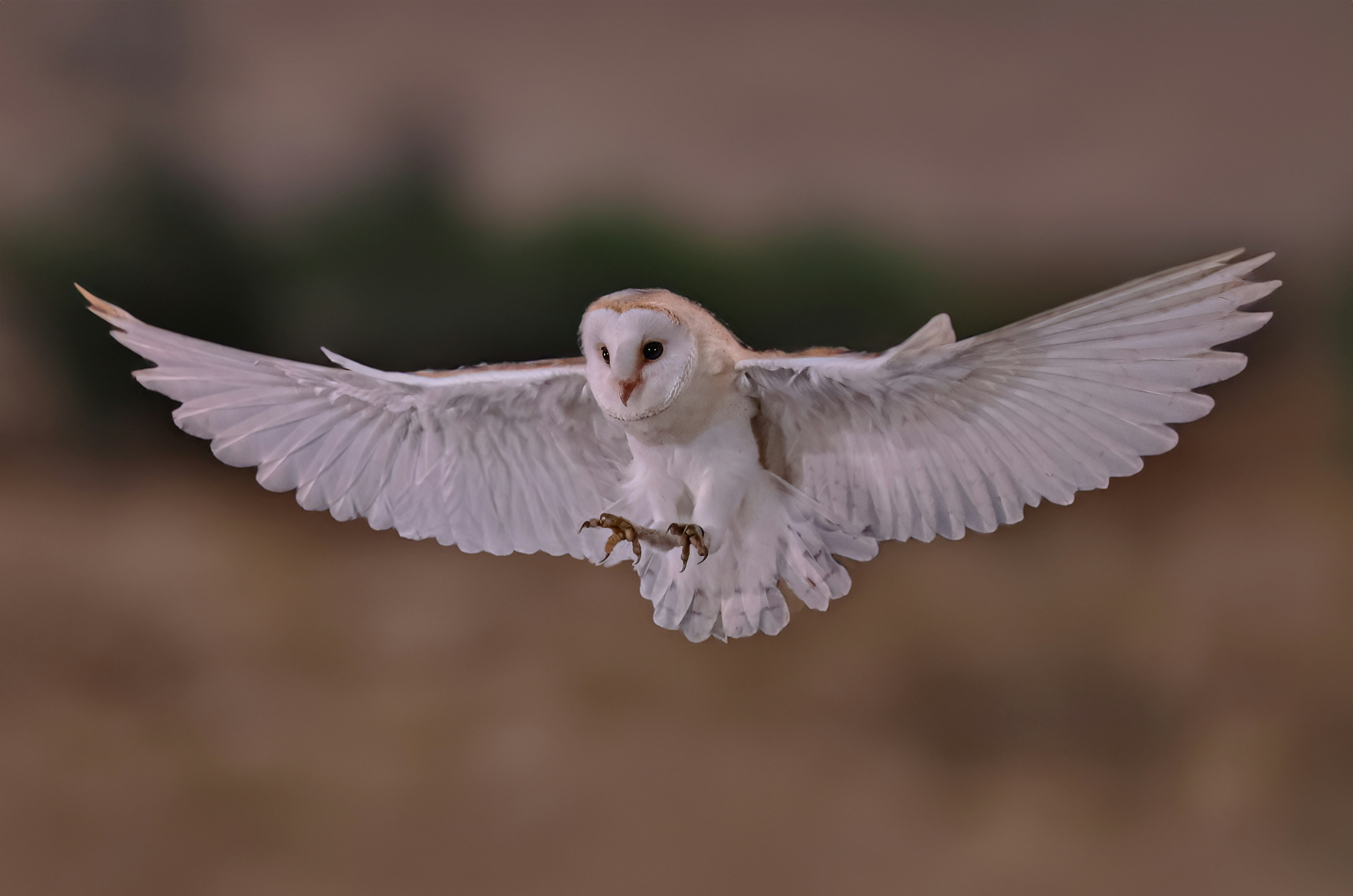 A barn owl in mid-flight, showcasing its expansive wings and focused gaze against a blurred natural backdrop.