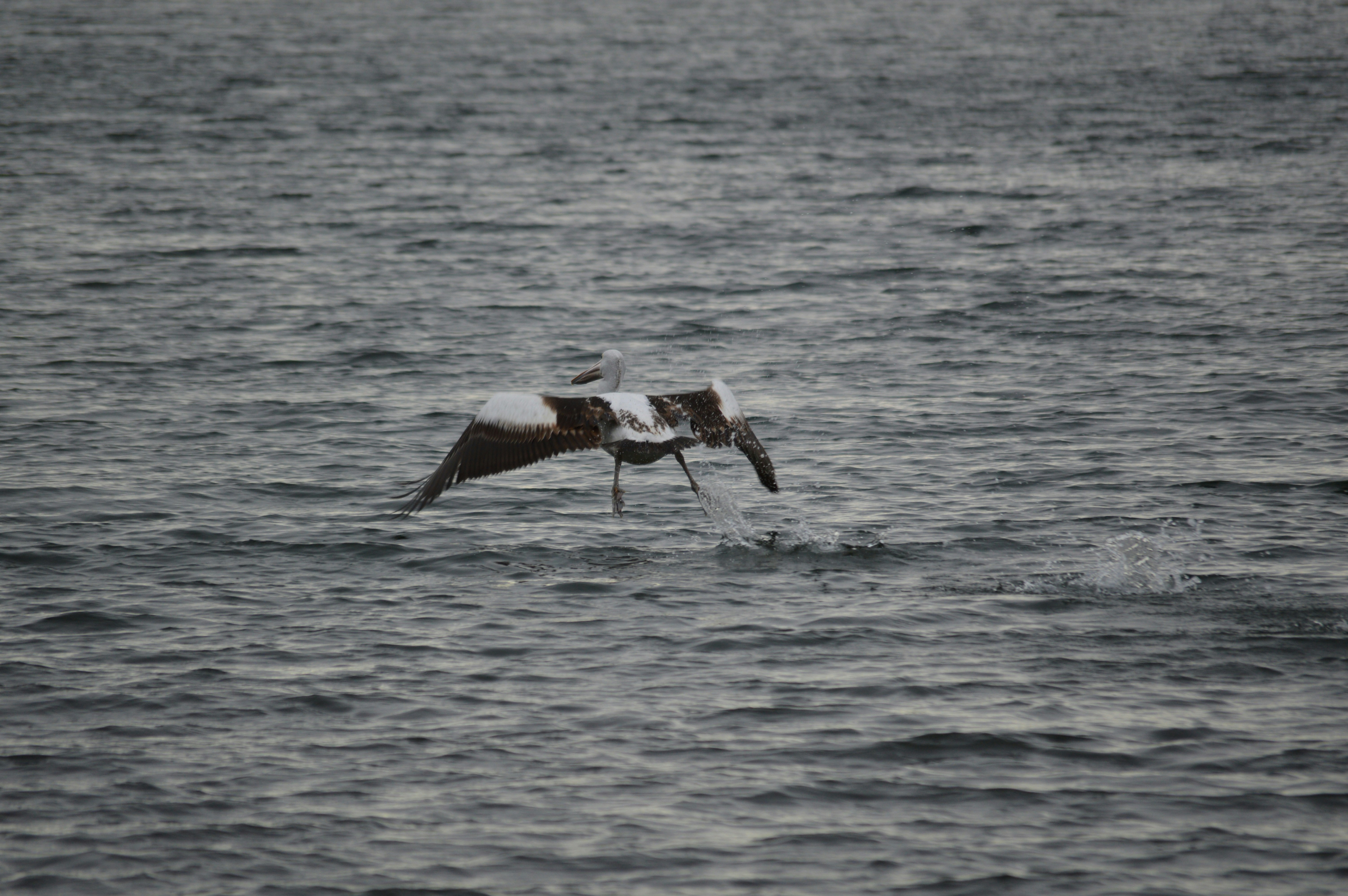 Seagull flying low over choppy, grey ocean waters on an overcast day.