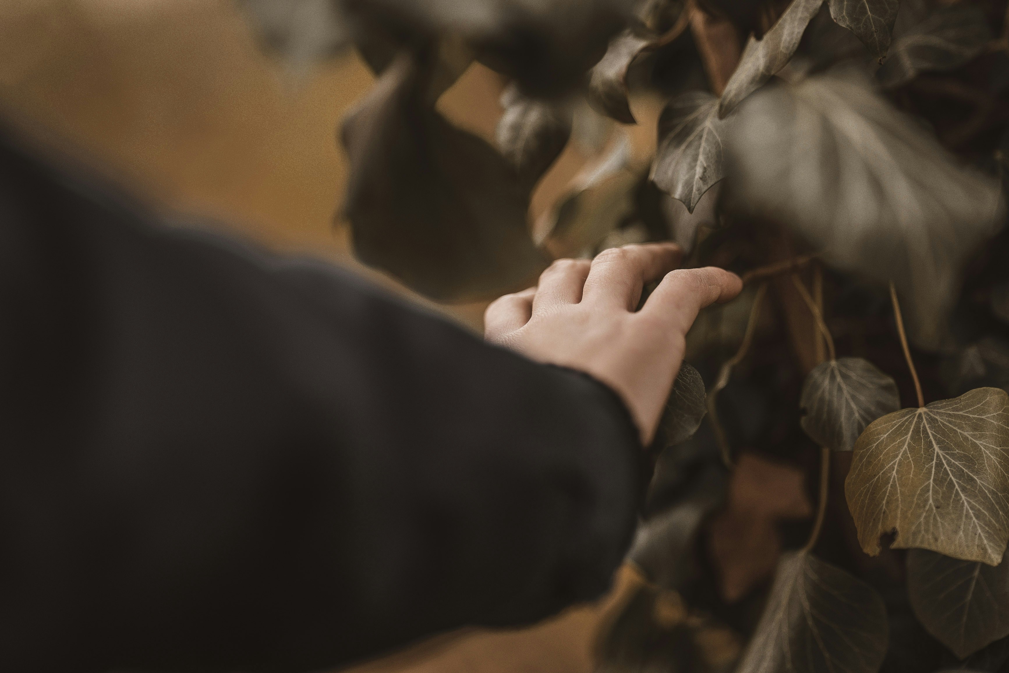 Autumn's Gentle Grip: A Hand Reaches Through Ivy at Dusk