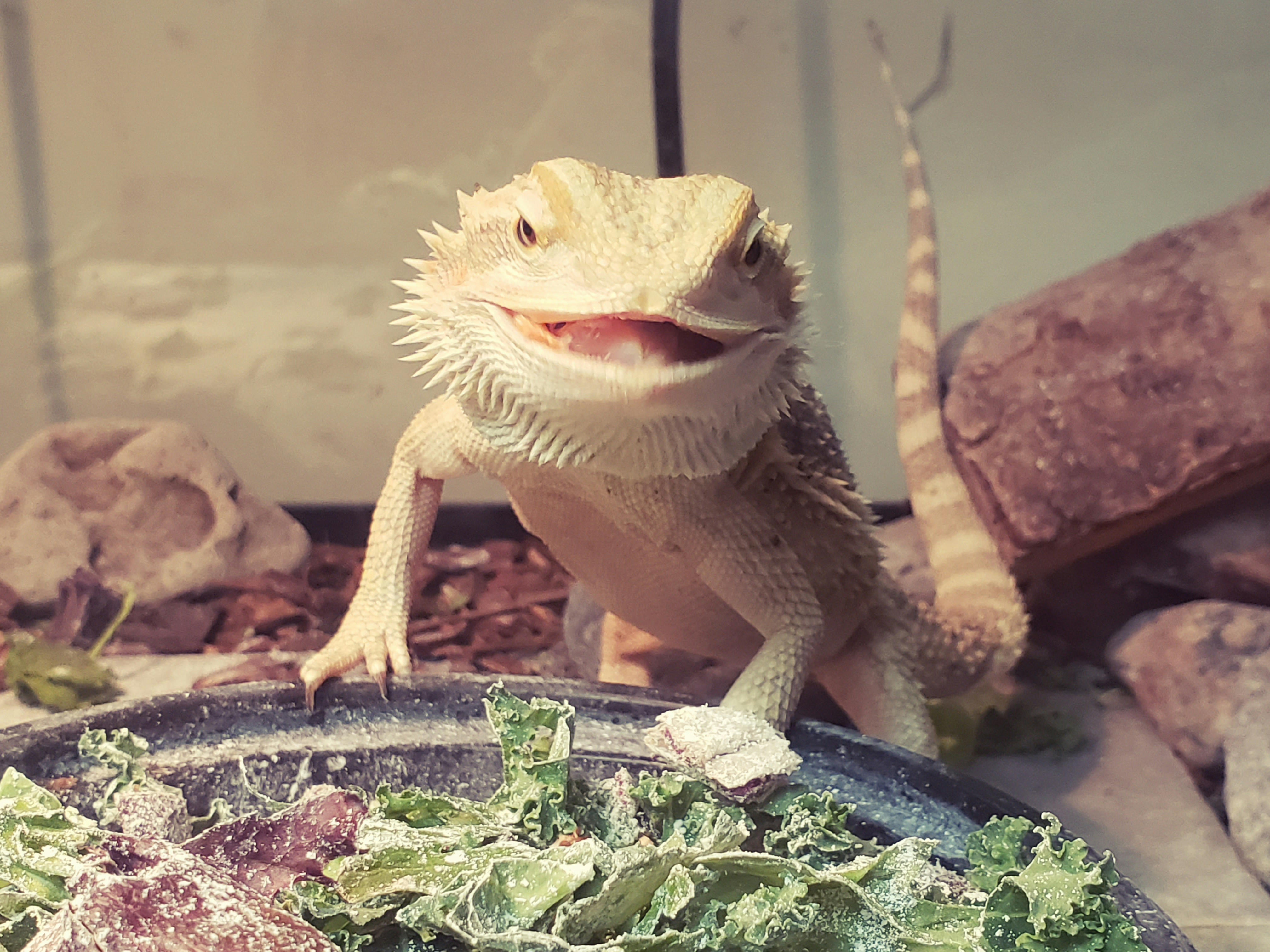Bearded dragon perched on rocks inside a terrarium, facing the camera with a curious expression among leafy greens.
