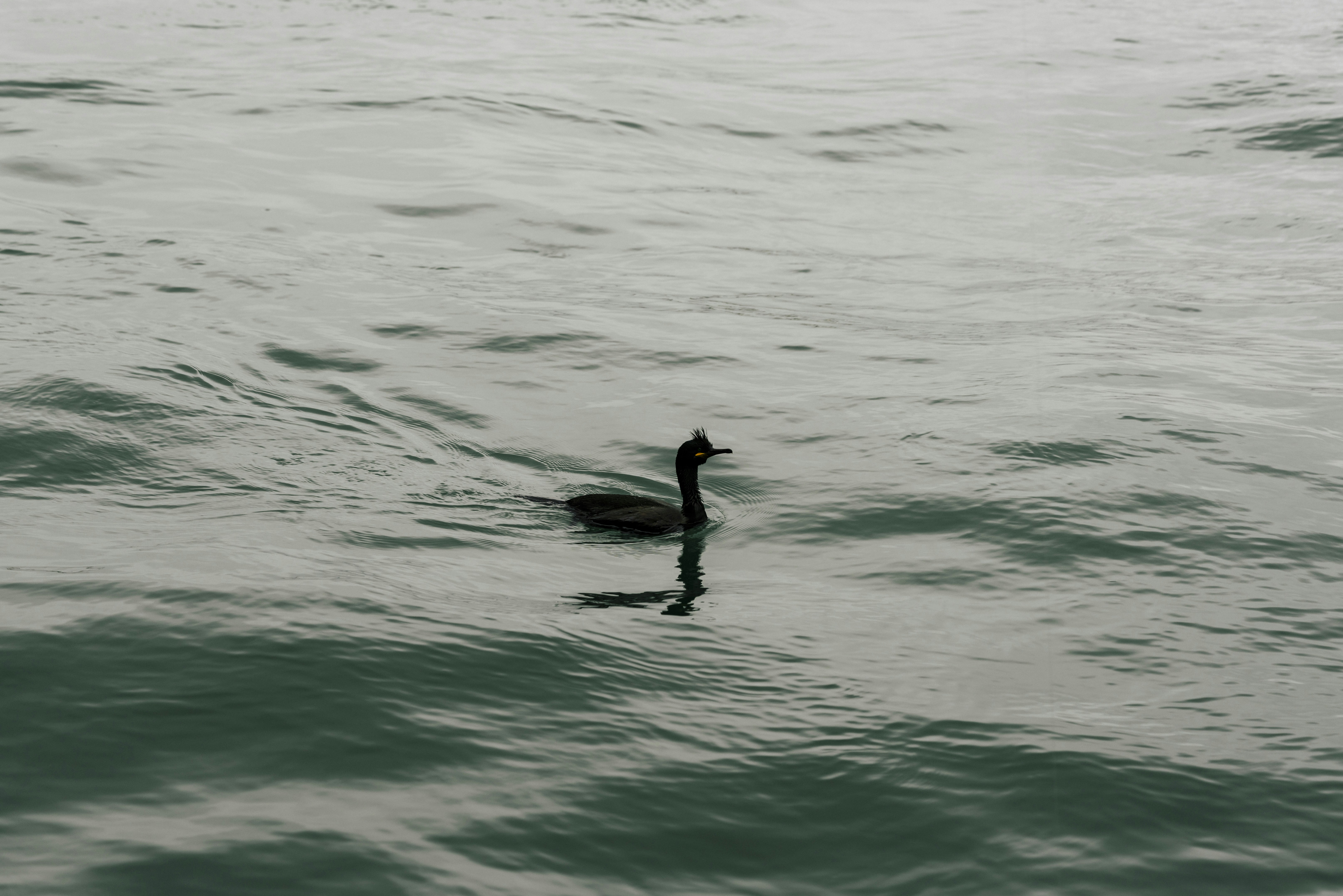 Single Waterbird in Quiet Green-Blue Wake