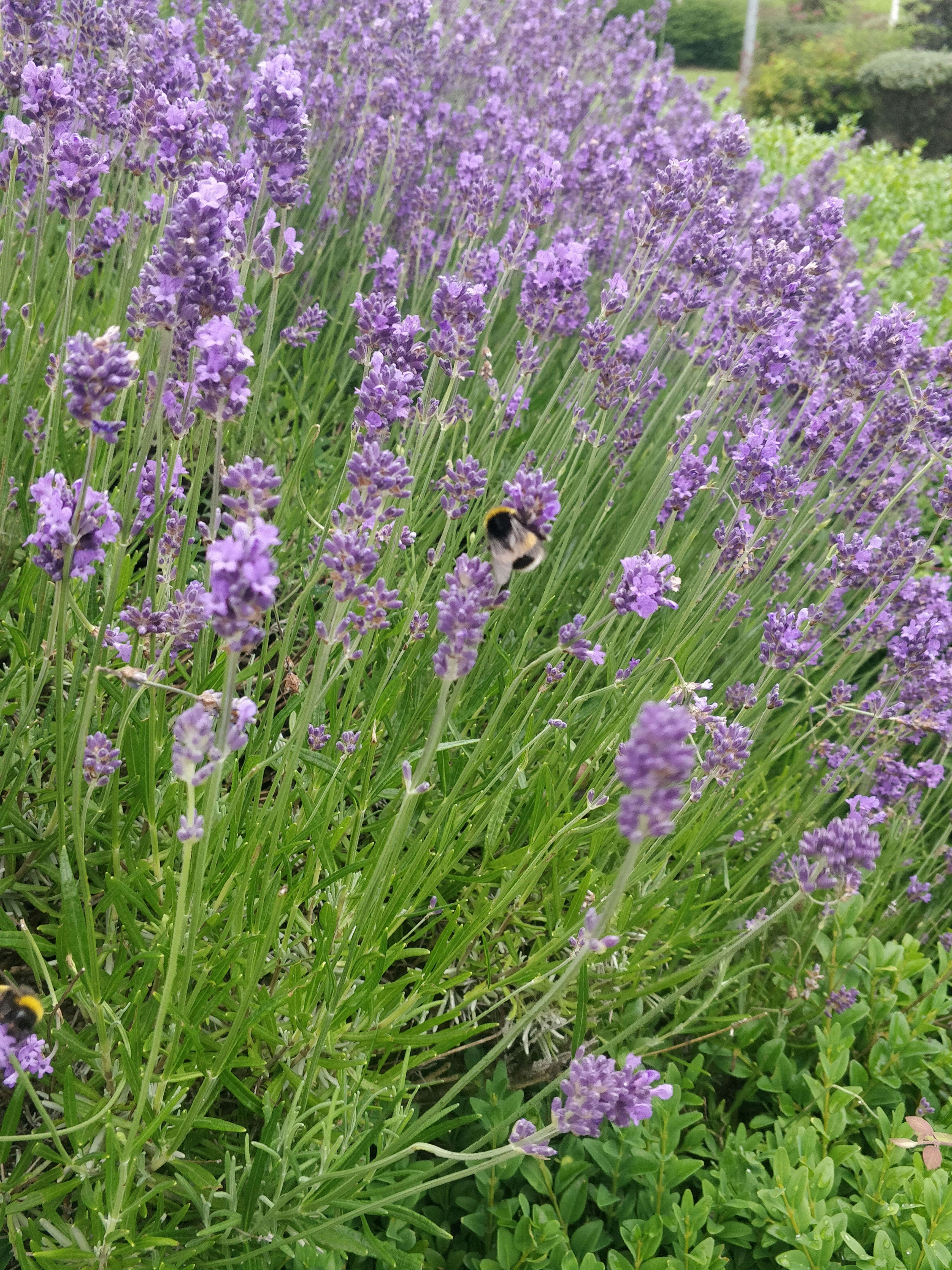 Bumble Pause on Lavender Spires: A Quiet Pollination Moment