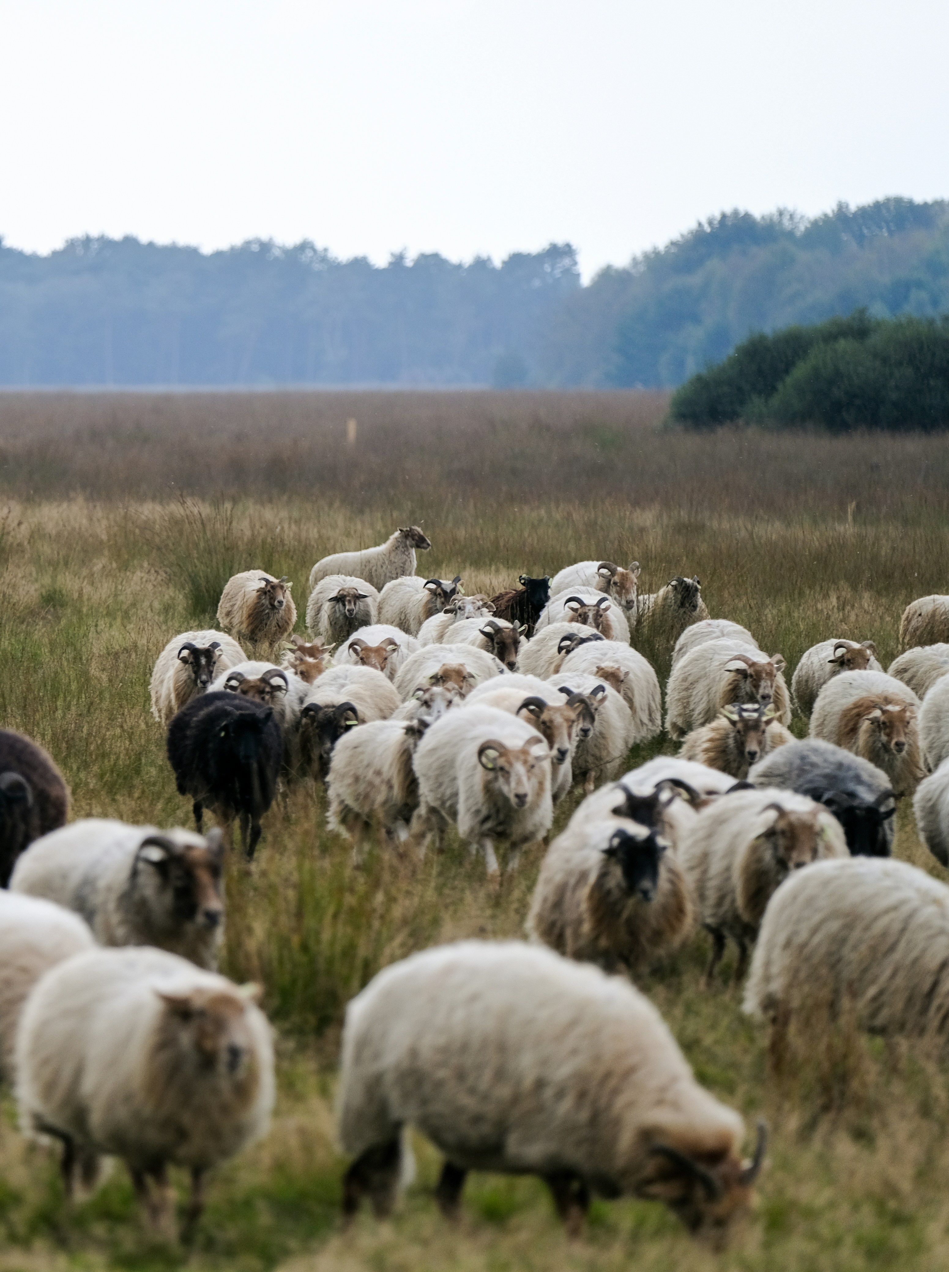 Moorland Chorus: A Moving Cloud of Wool Across the Grass