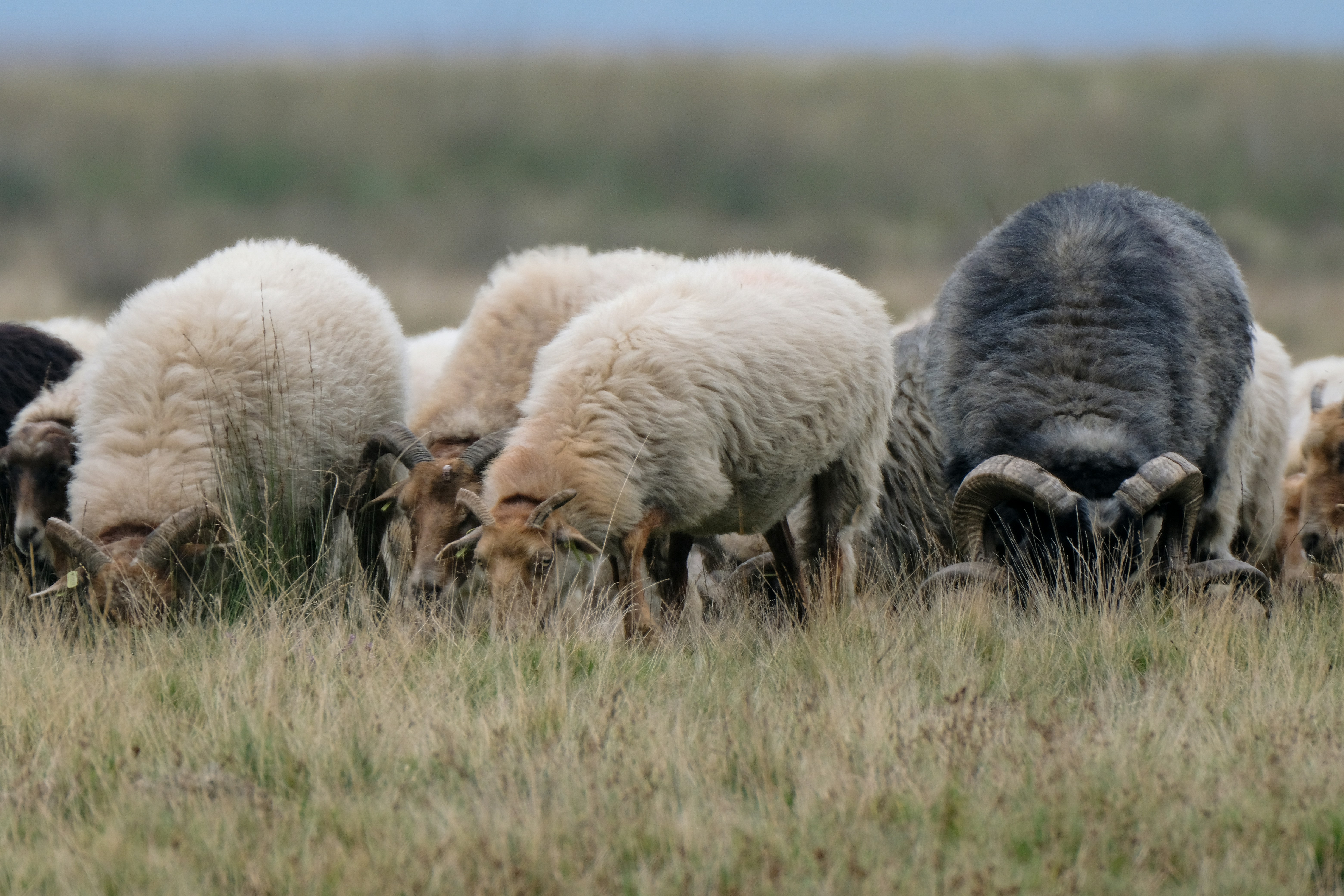 Ground-Level Grazing: A Quiet Herd of Wool on a Prairie Fringe