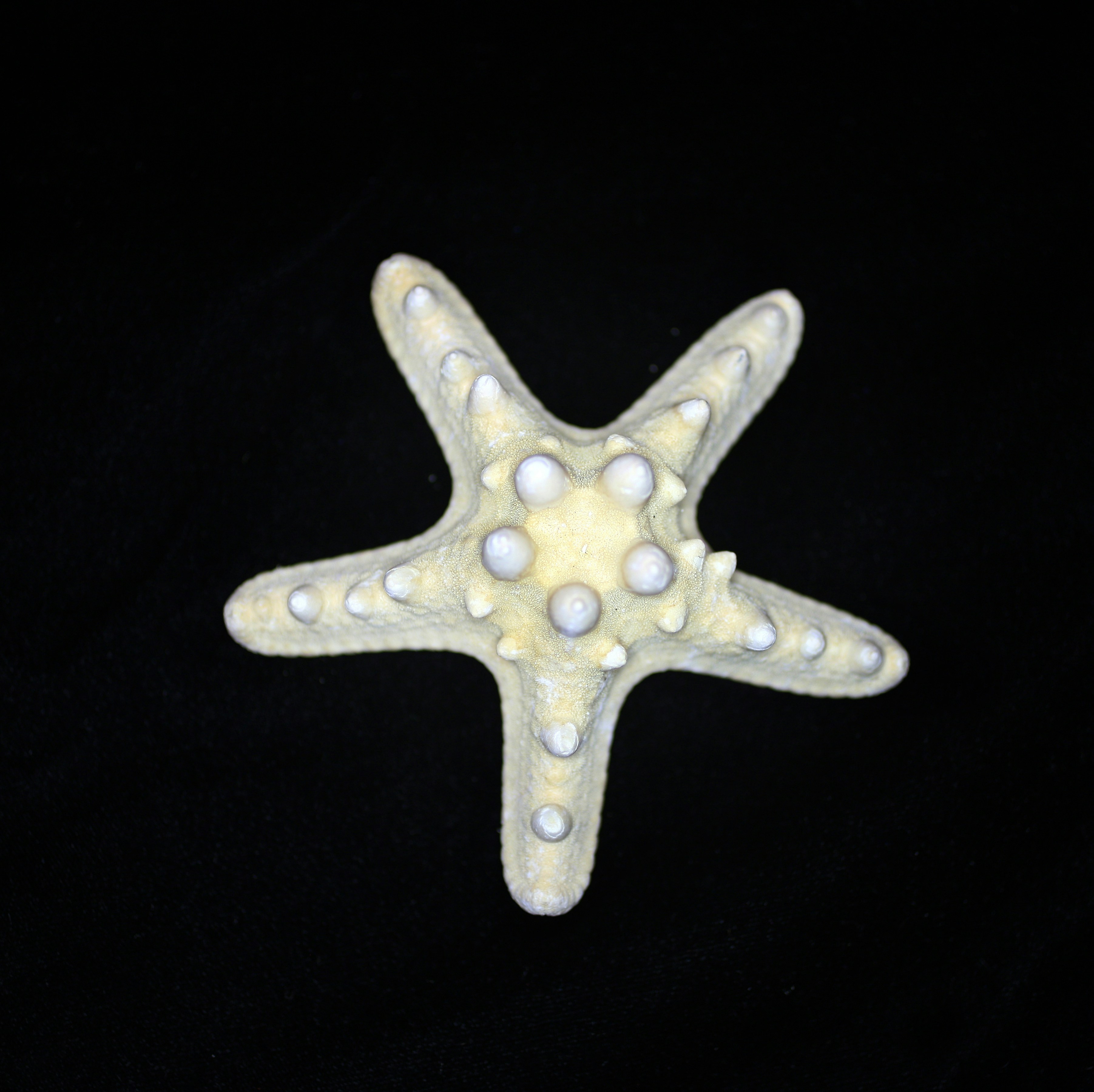 Ivory Five-Armed Starfish on Velvet Black: A Minimal Macro Portrait