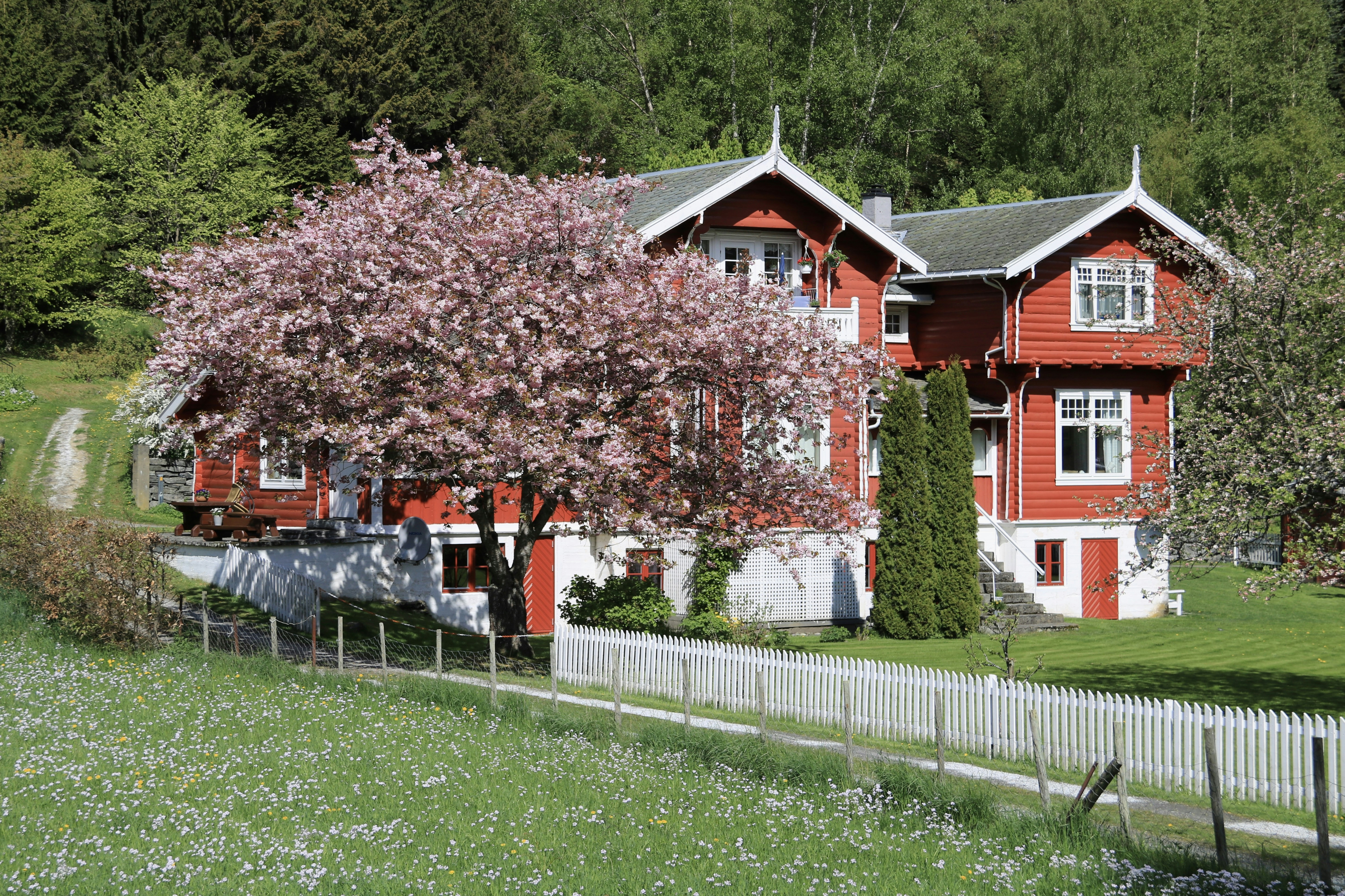 Crimson Chalet in Bloom: A Springtime Haven by the Blush Tree